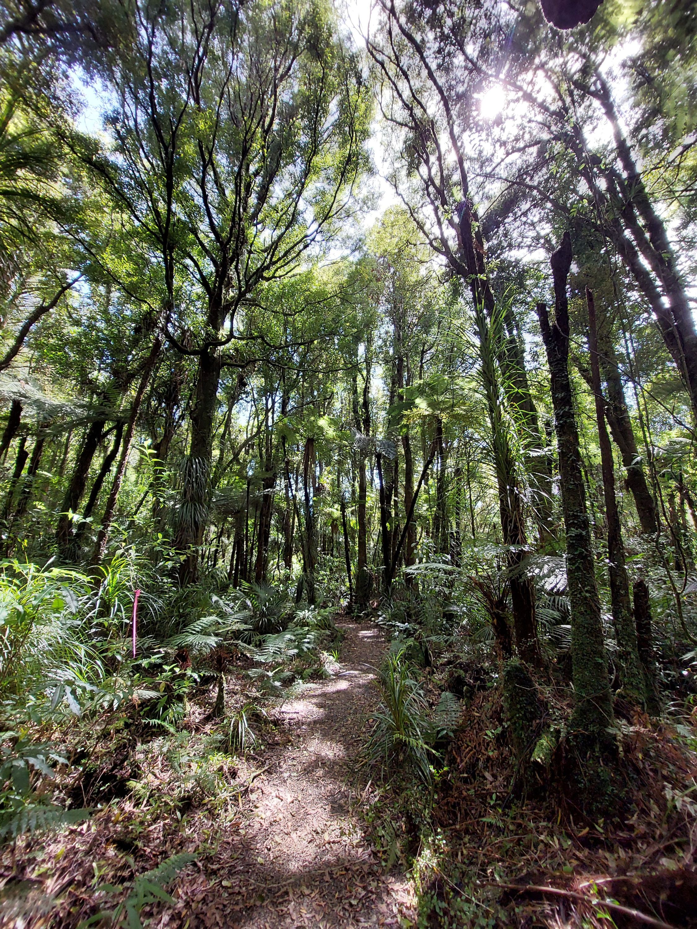 Nikau Loop & Kaiwhaniwha Caves, Waikato - Trails Photo Gallery - Wild ...