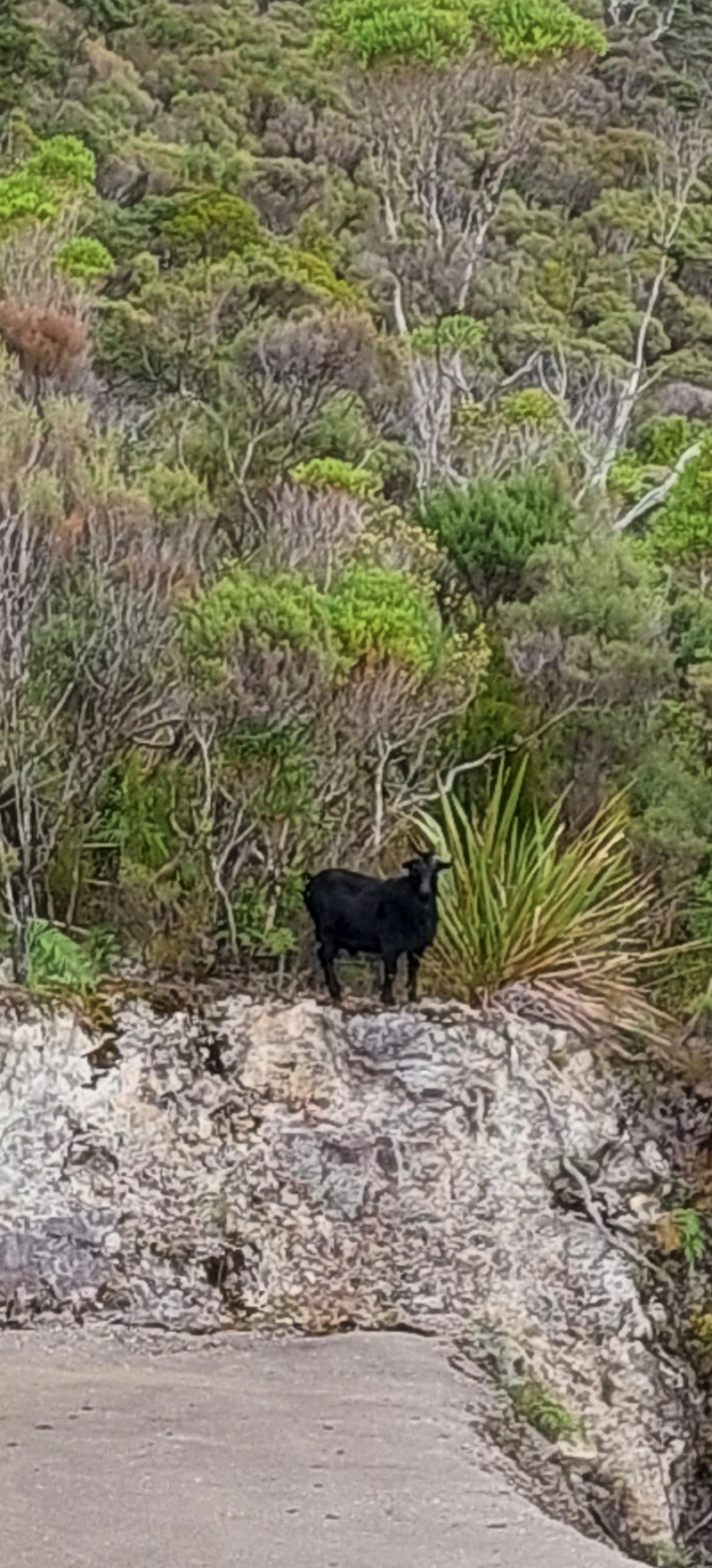 Lake Rochfort Ramble, West Coast - Trails Photo Gallery - Wild Things