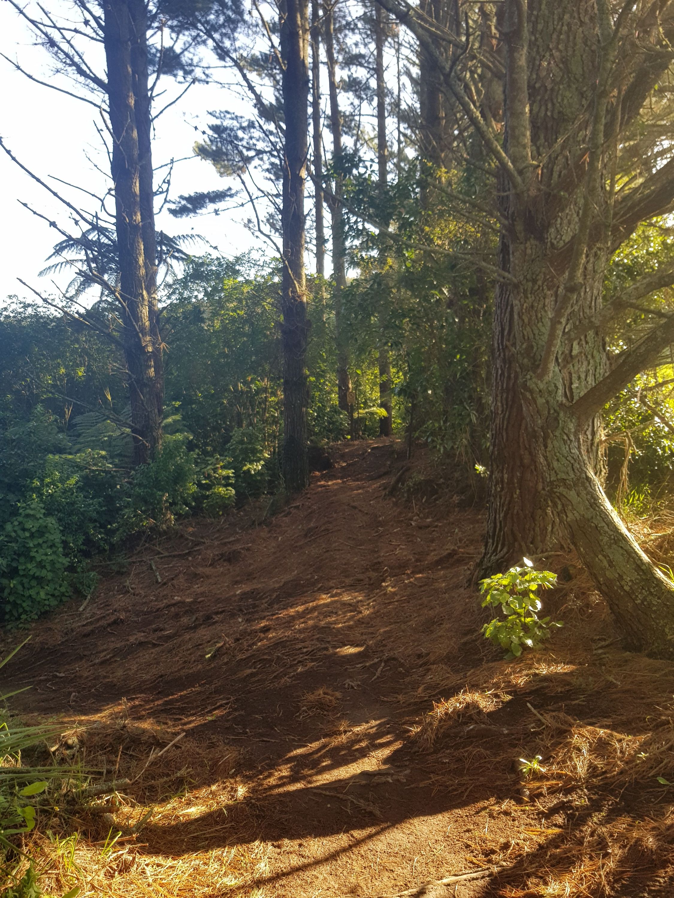 The Best of Te Miro, Waikato - Trails Photo Gallery - Wild Things