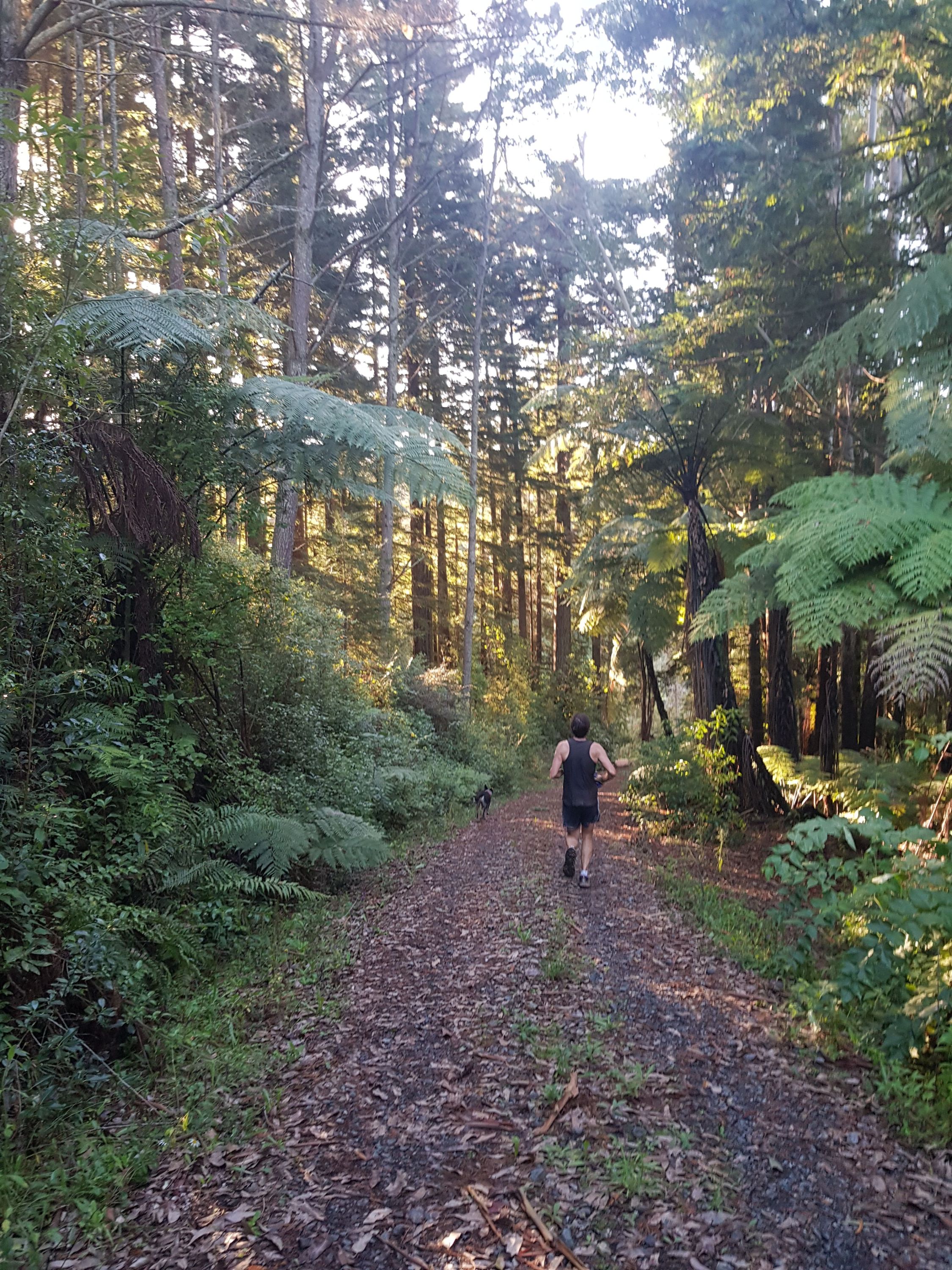 The Best of Te Miro, Waikato - Trails Photo Gallery - Wild Things