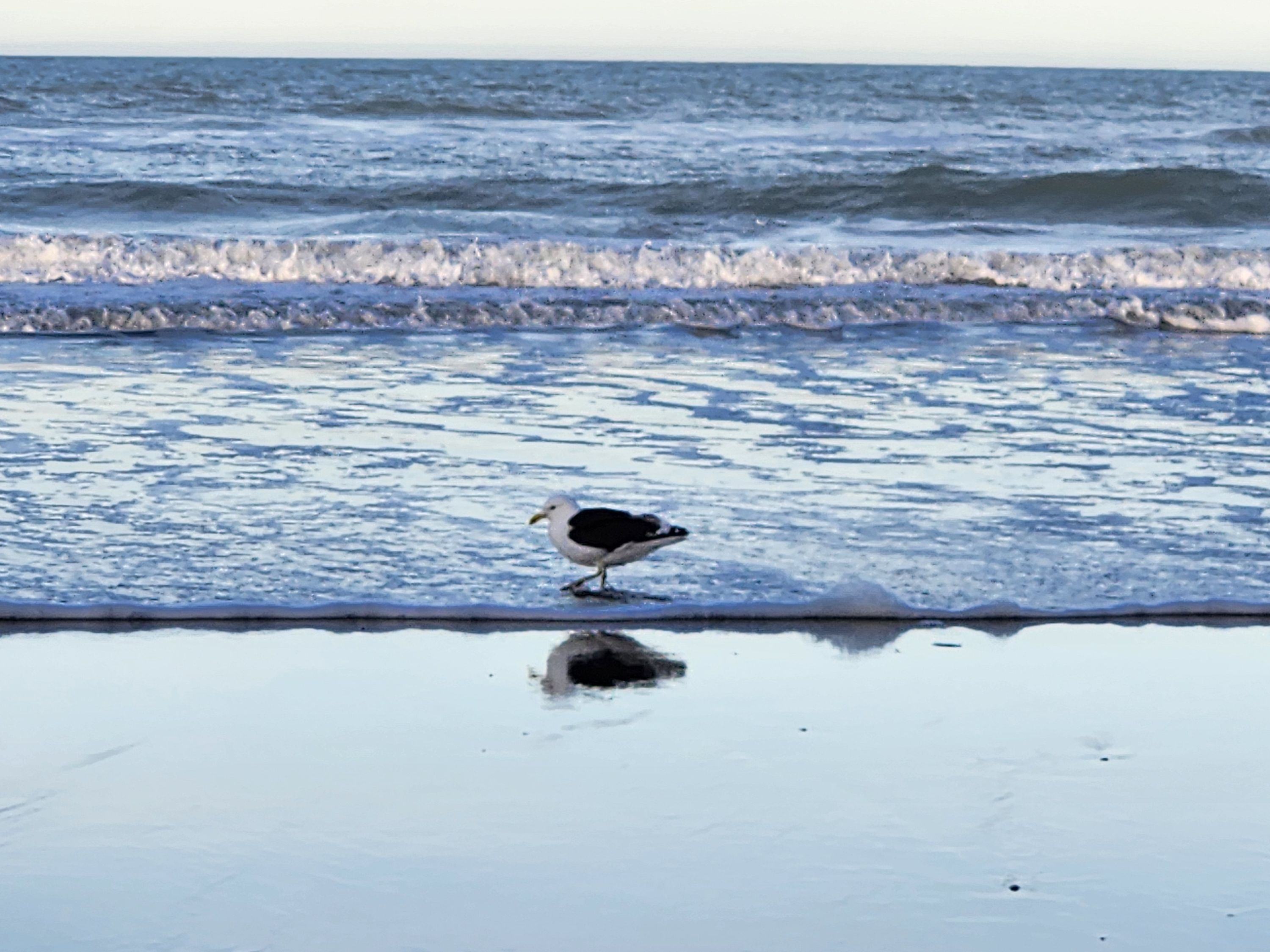 Tutaepatu Woodend Beach Circuit, Canterbury - Trails Photo Gallery ...