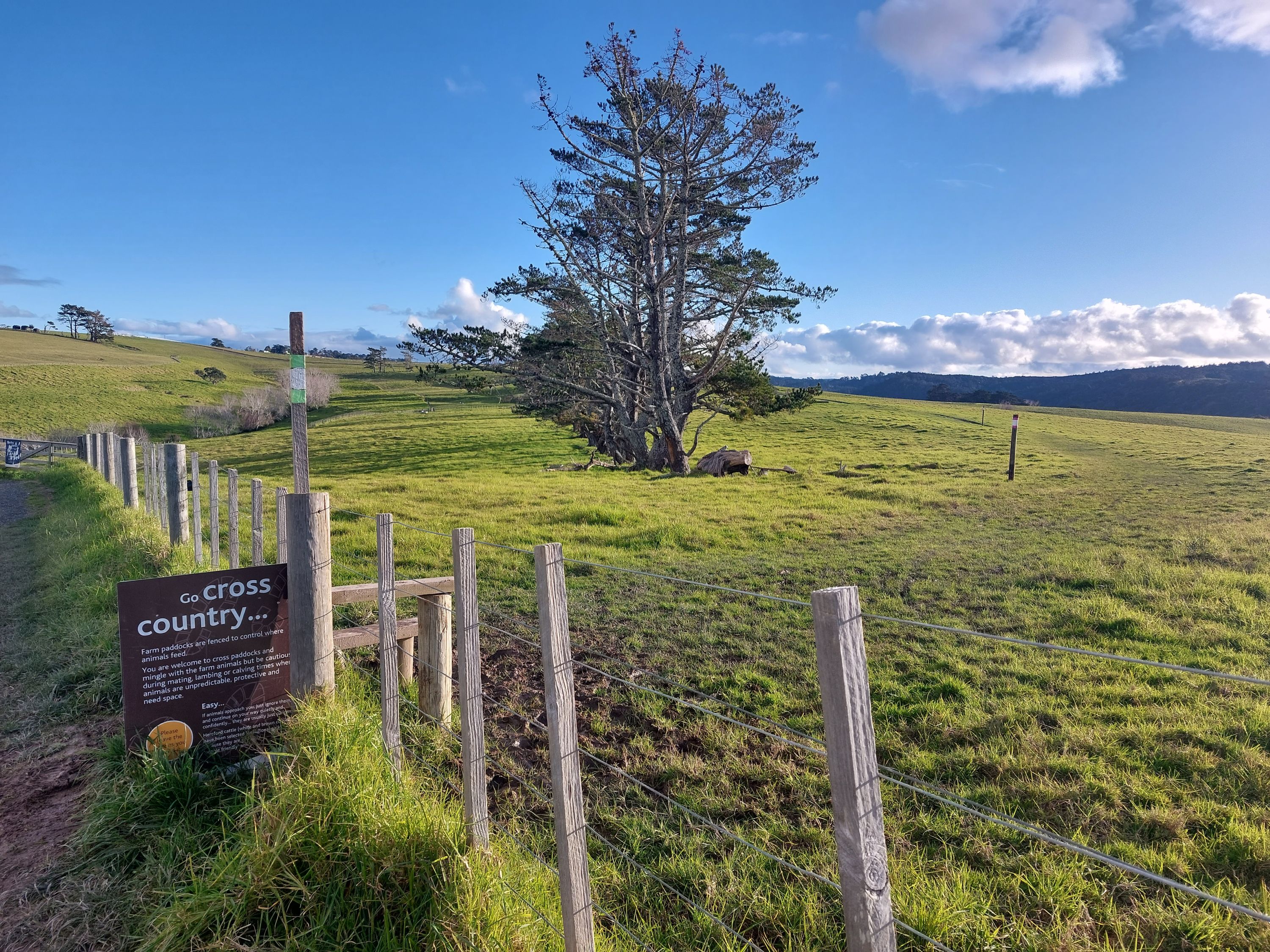 Long Bay Beach, Bush & Cliffs, Auckland - Trails Photo Gallery - Wild ...