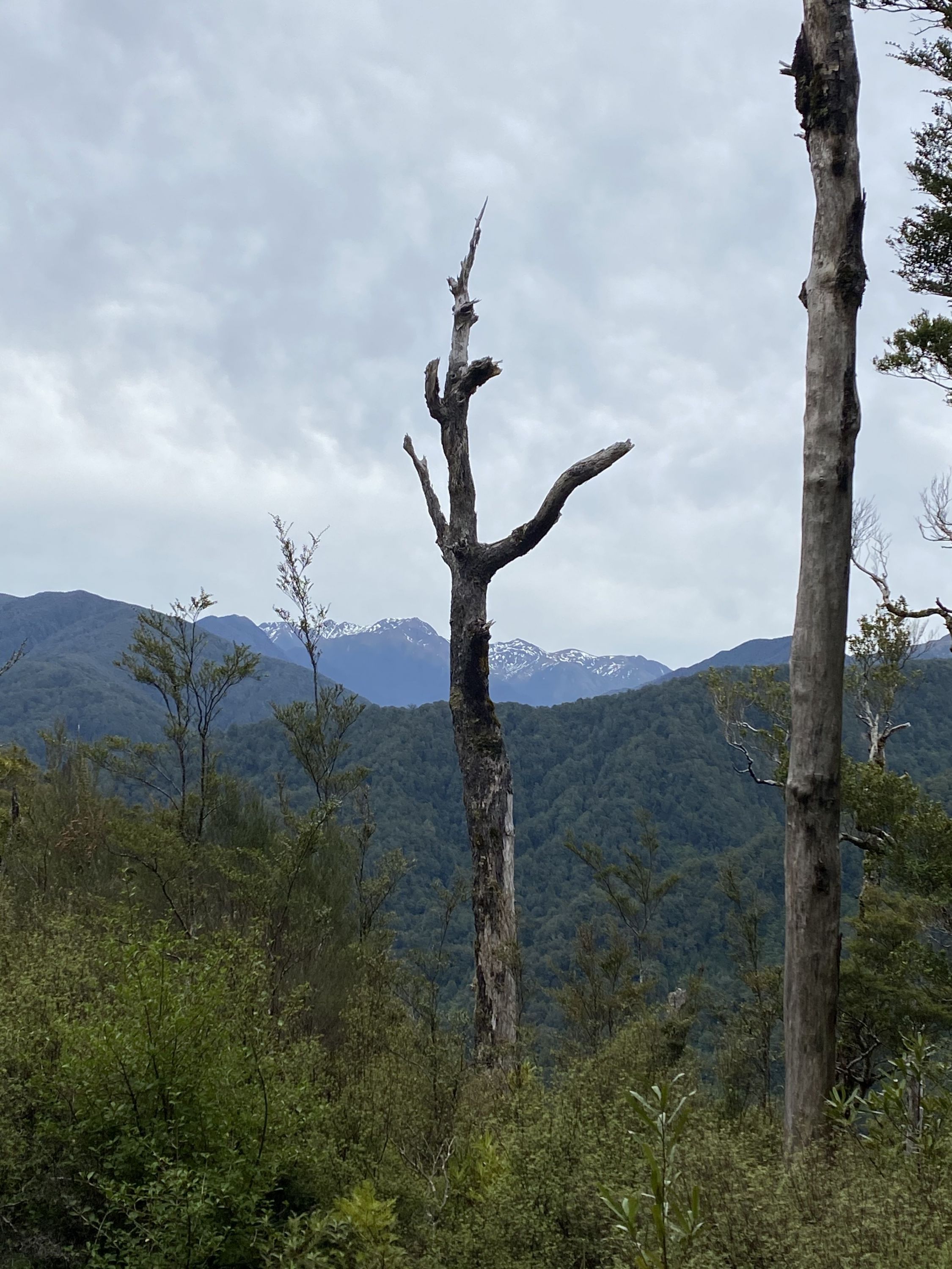 Holdsworth Lodge to Totara Flats Hut and return, Wellington - Trails ...