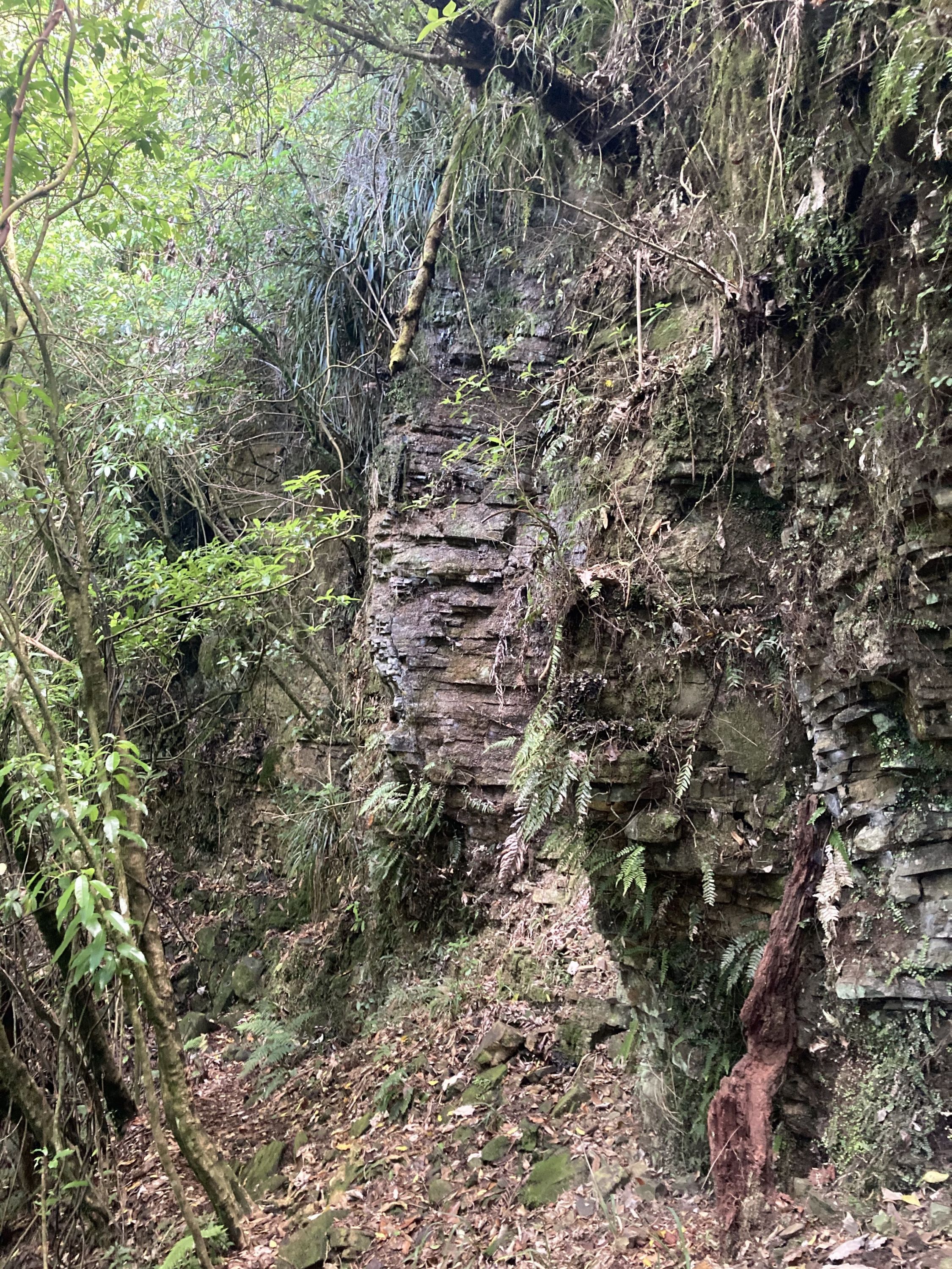 Lindemann's Loop, Bay of Plenty - Trails Photo Gallery - Wild Things
