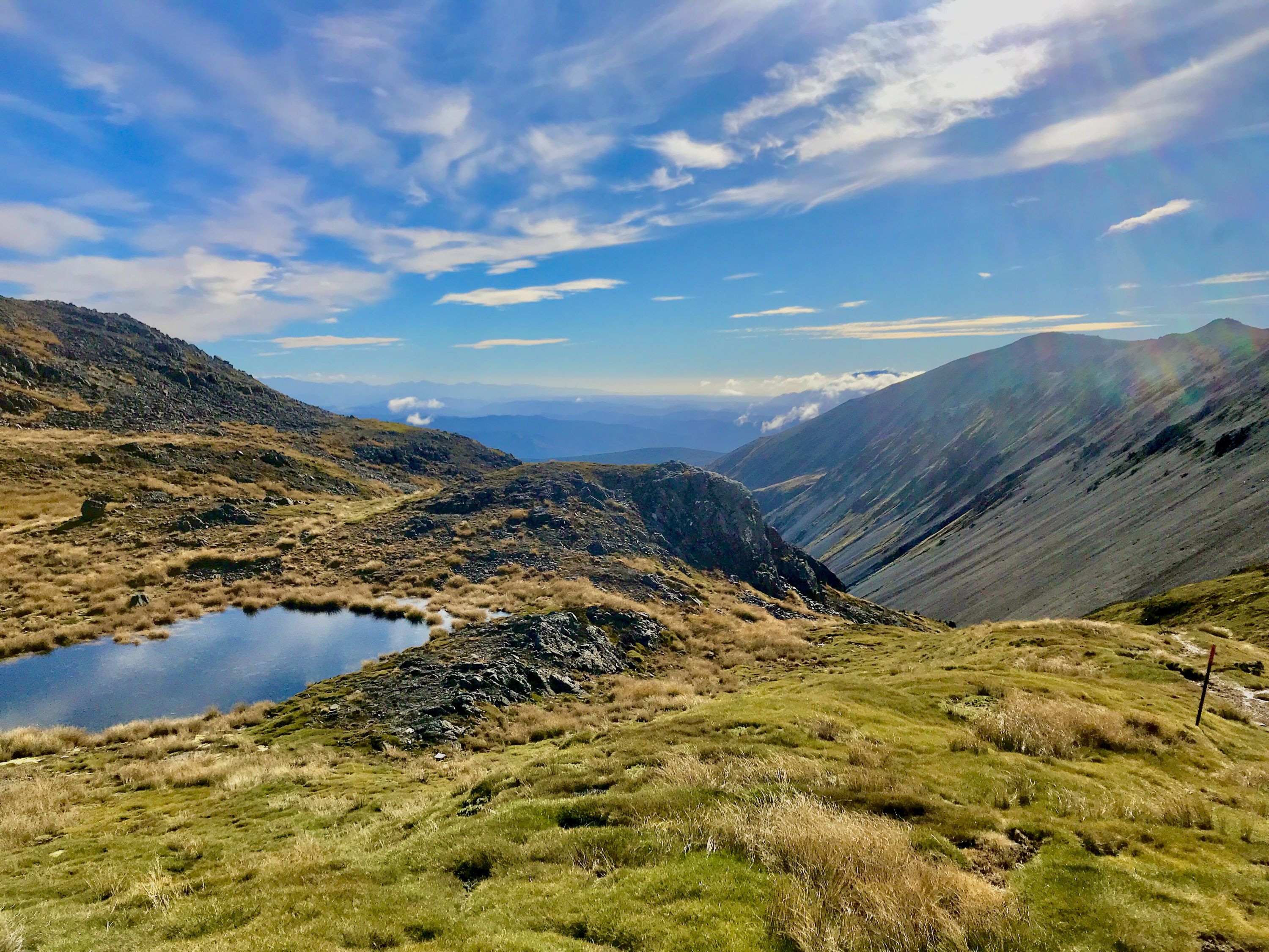 Speargrass - Robert Ridge, Tasman - Trails Photo Gallery - Wild Things