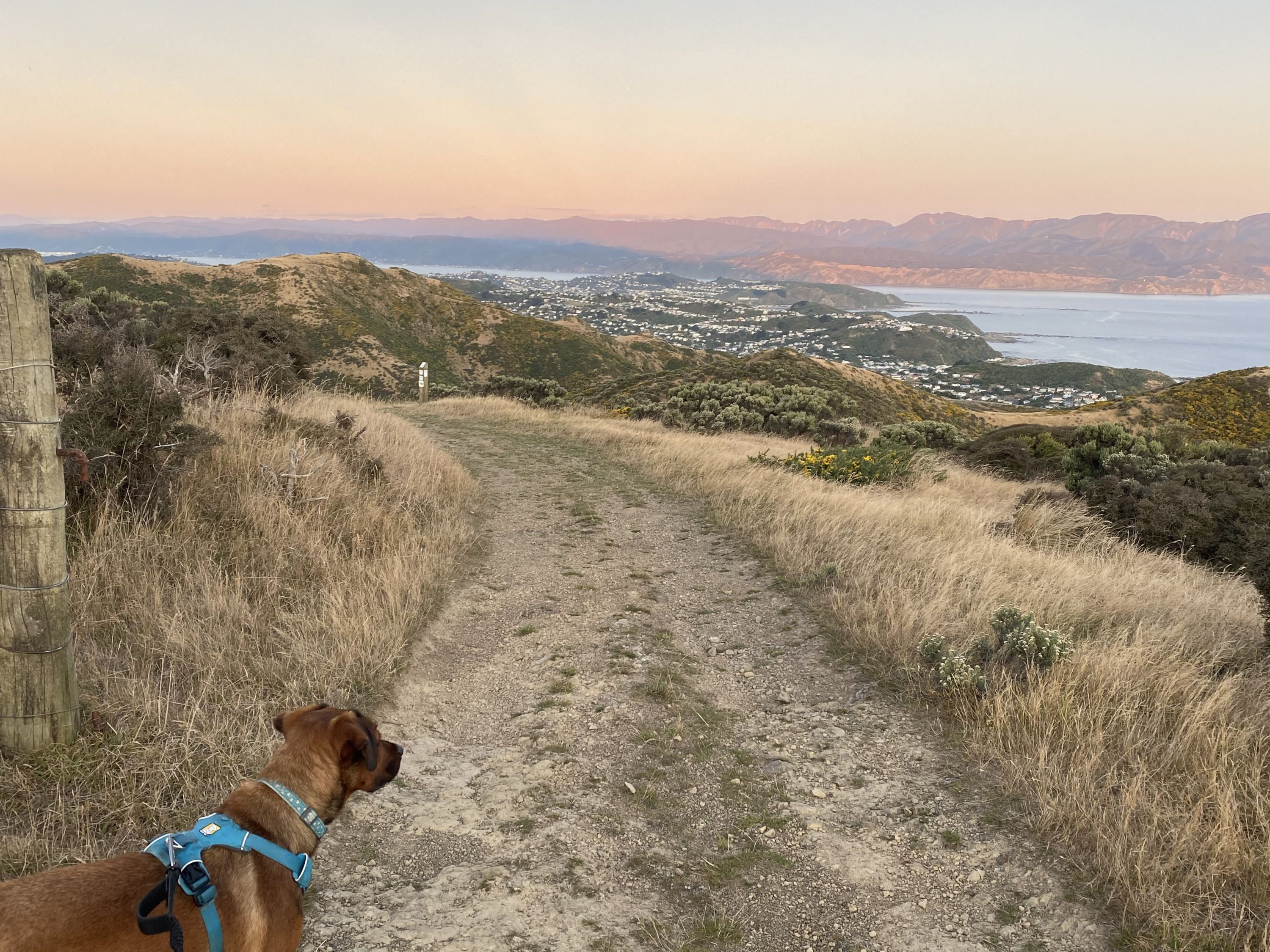Aro Valley - Red Rocks Thigh Buster, Wellington - Trails Photo Gallery ...