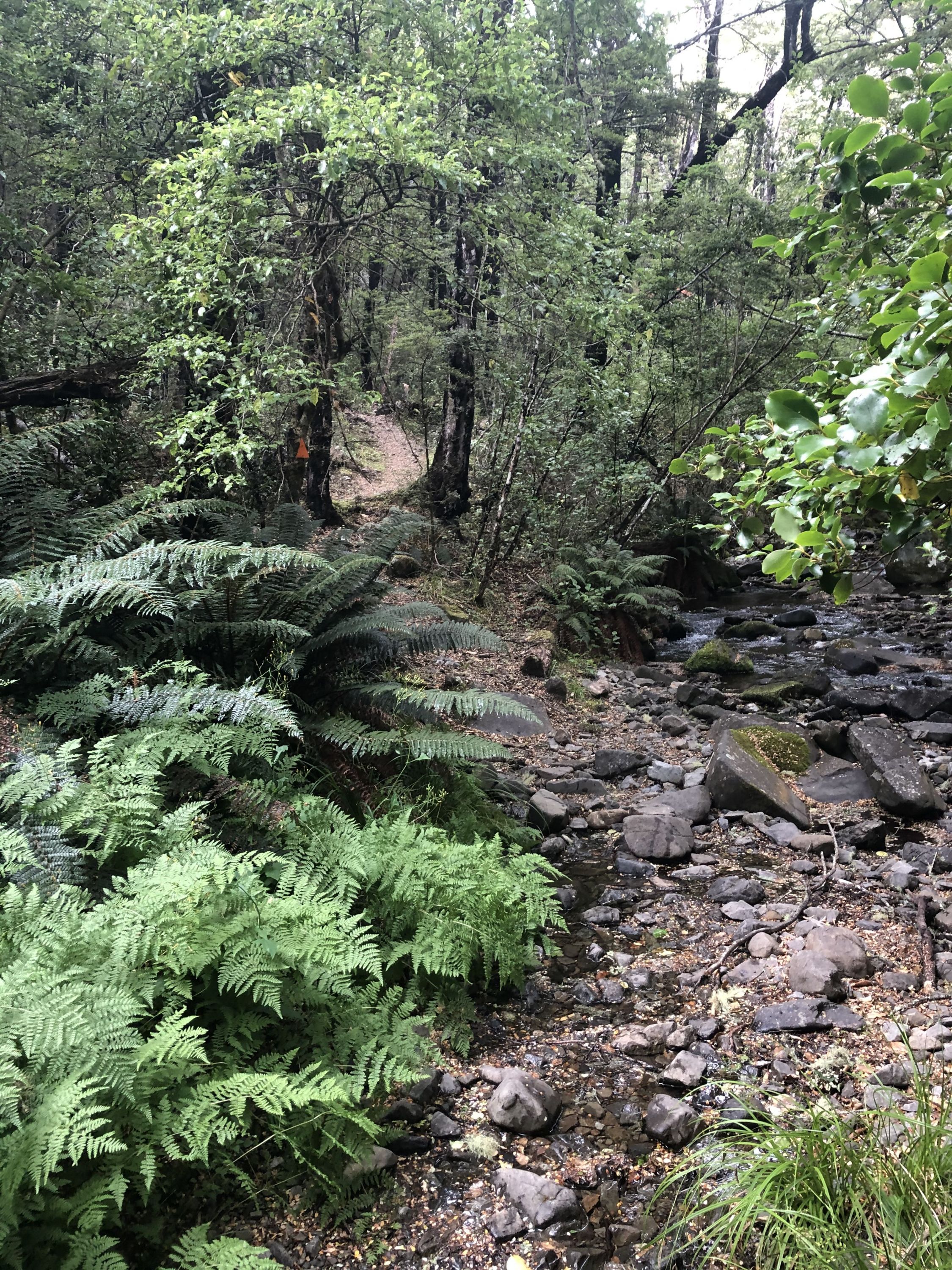Benmore Hut to the bushline, Canterbury - Trails Photo Gallery - Wild ...