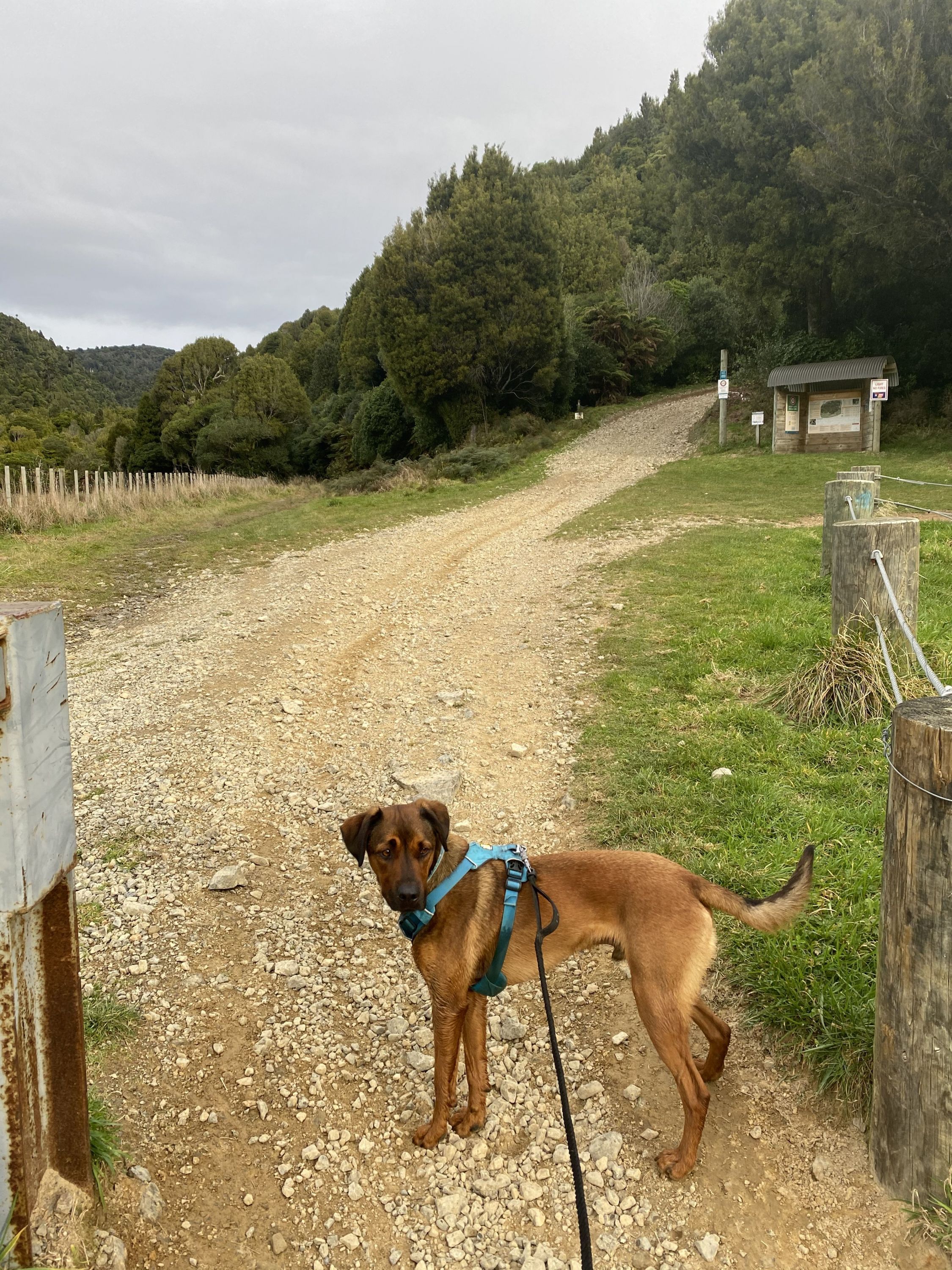 Mount Titi Full Bush , Wellington - Trails Photo Gallery - Wild Things