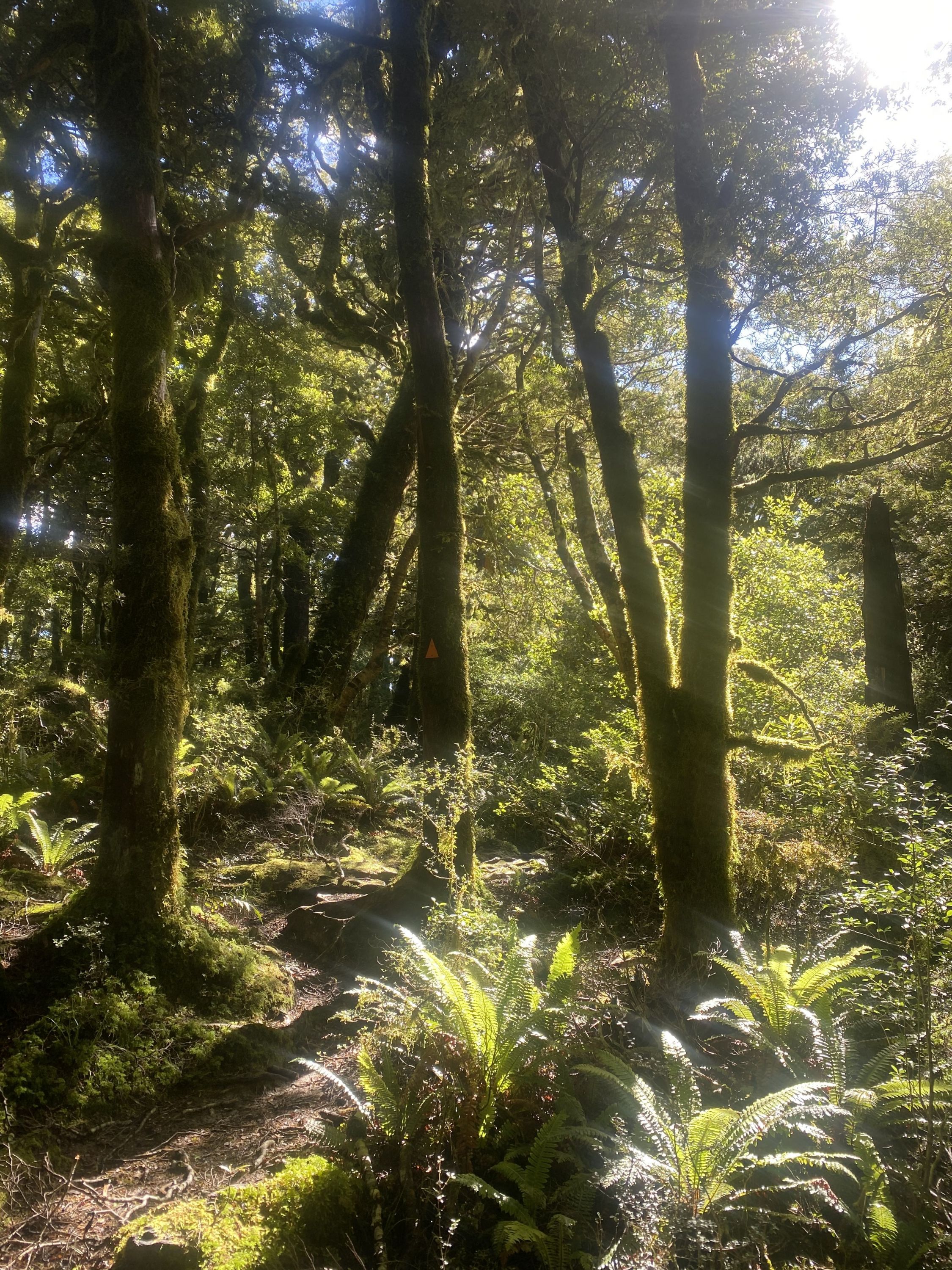 Holdsworth Lodge to Totara Flats Hut and return, Wellington - Trails ...