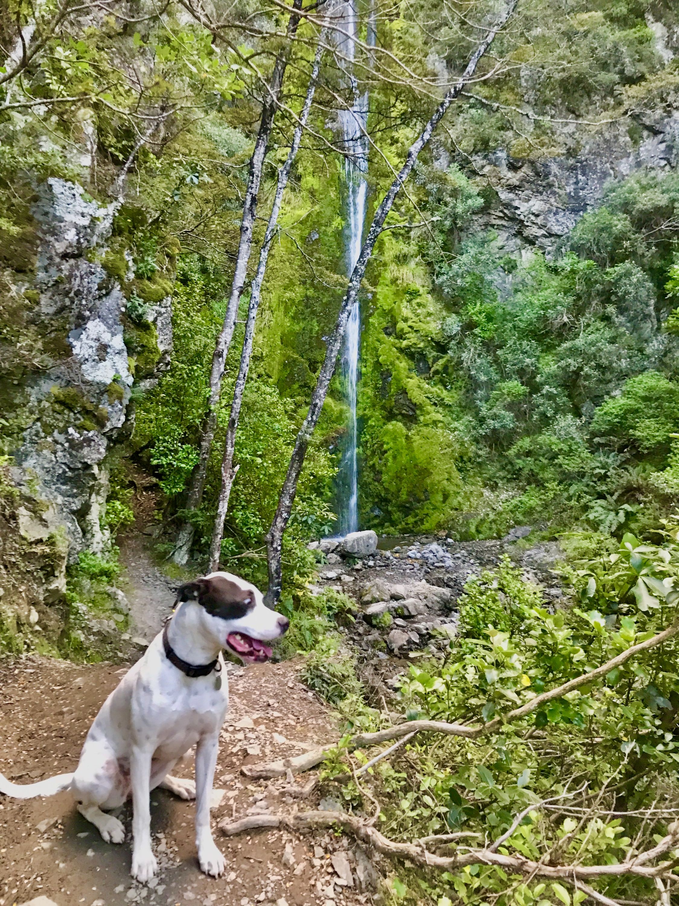 Mt Isobel , Canterbury - Trails Photo Gallery - Wild Things