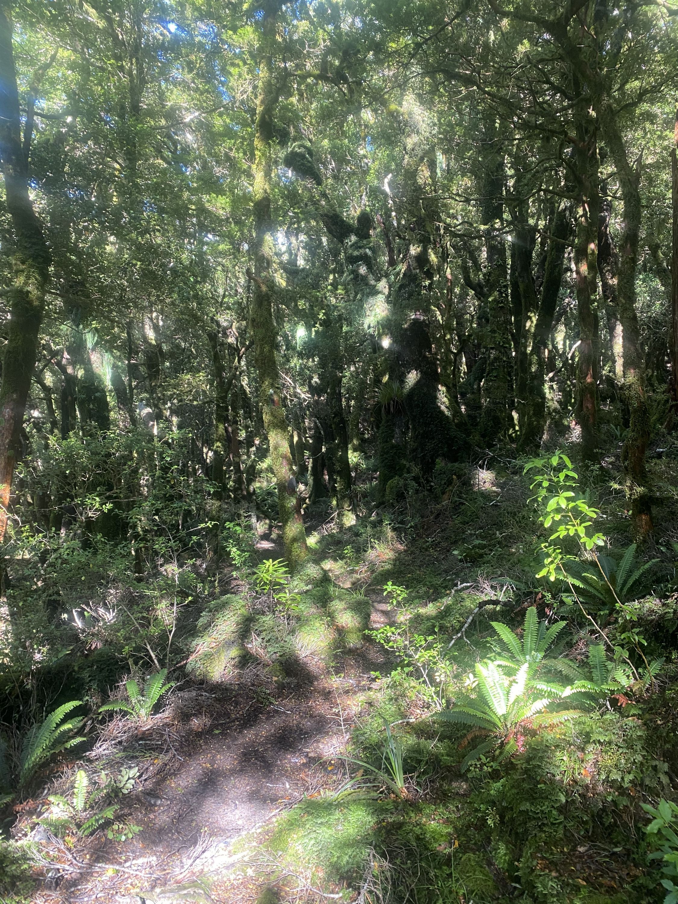 Holdsworth Lodge to Totara Flats Hut and return, Wellington - Trails ...