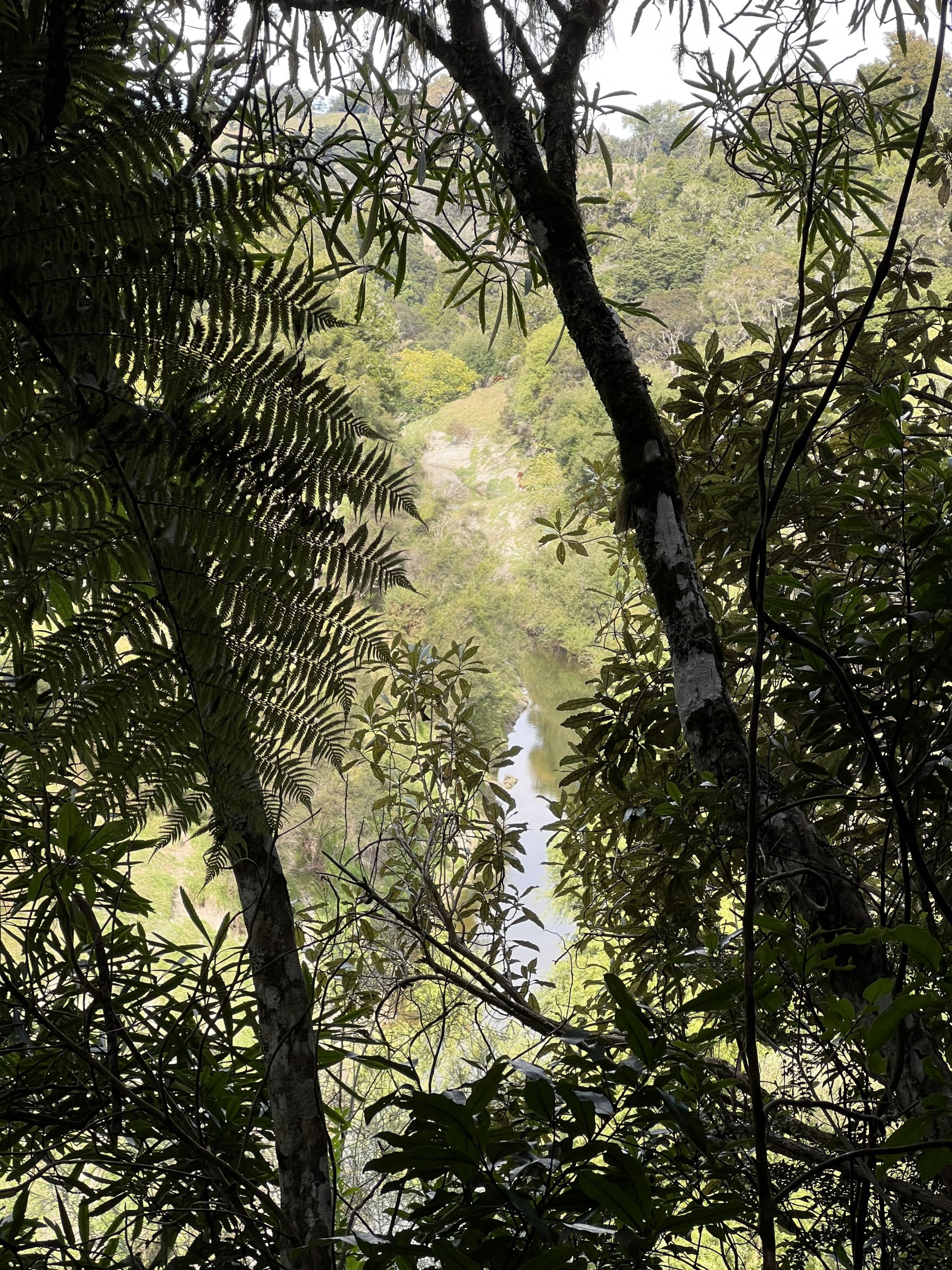 Sutherland's Puriri Bush, Manawatu - Wanganui - Trails Photo Gallery ...