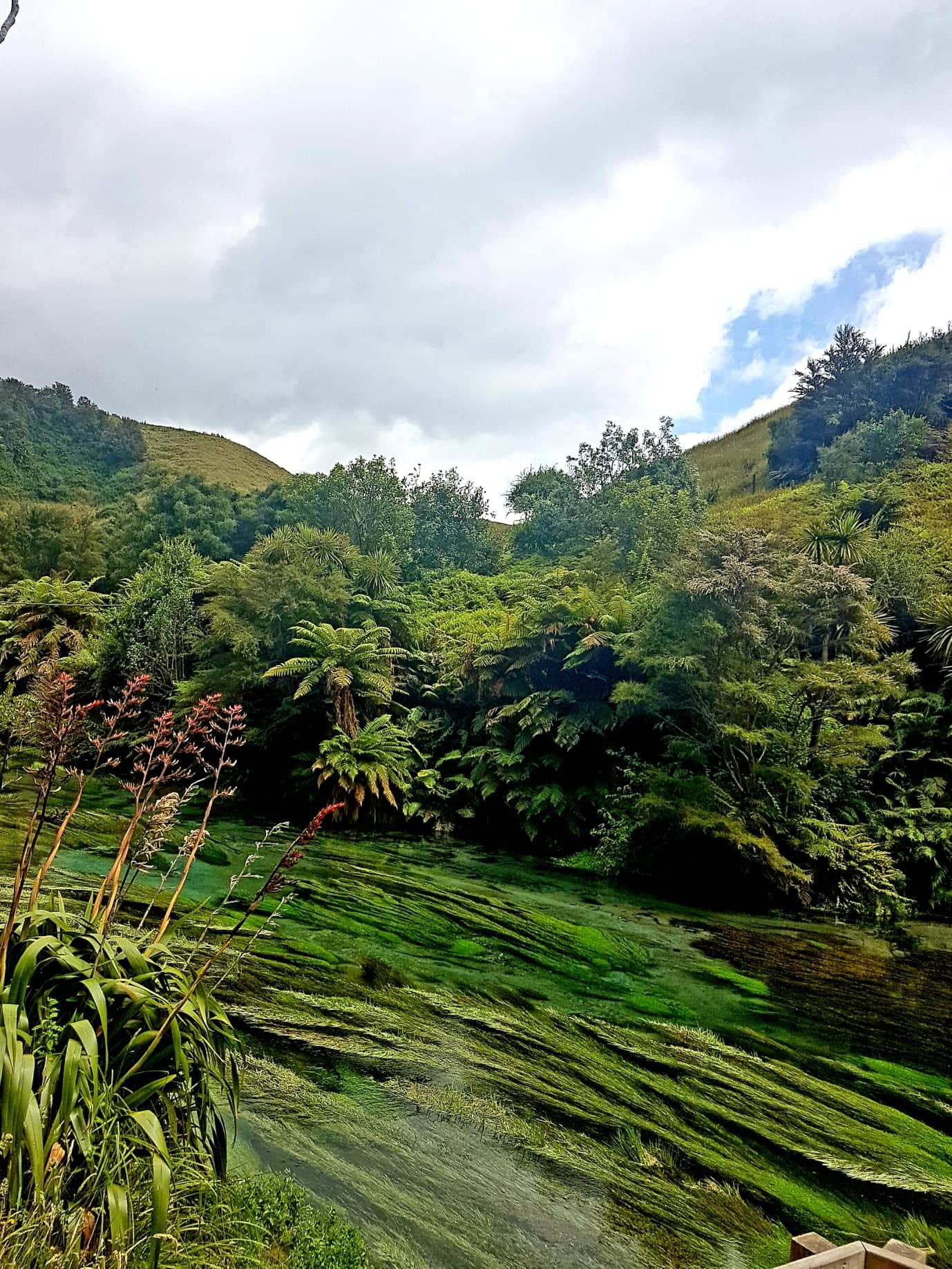 Te Waihou Walkway, Waikato - Trails Photo Gallery - Wild Things