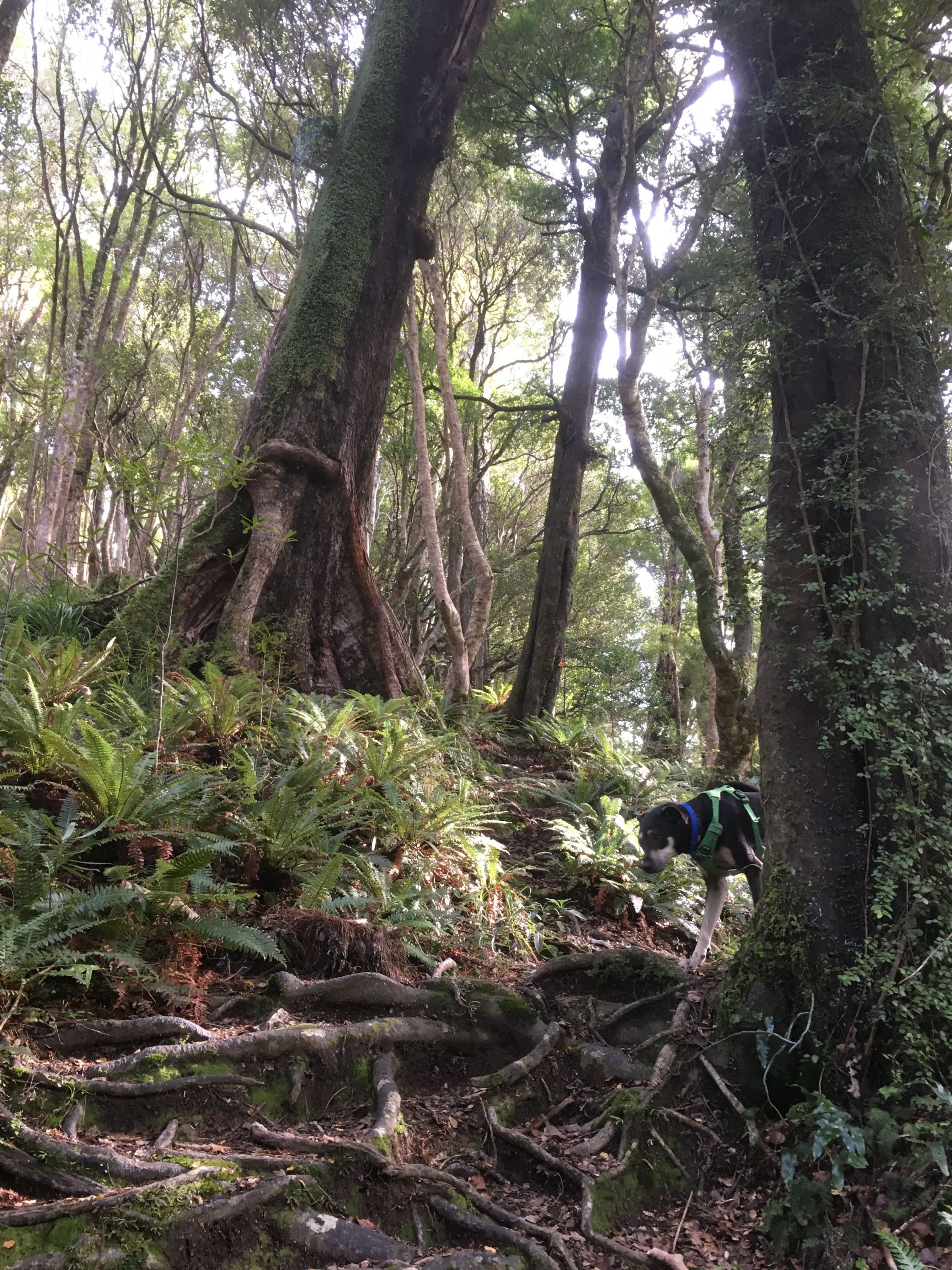 Hooper Loop - Mt Holdsworth, Wellington - Trails Photo Gallery - Wild ...