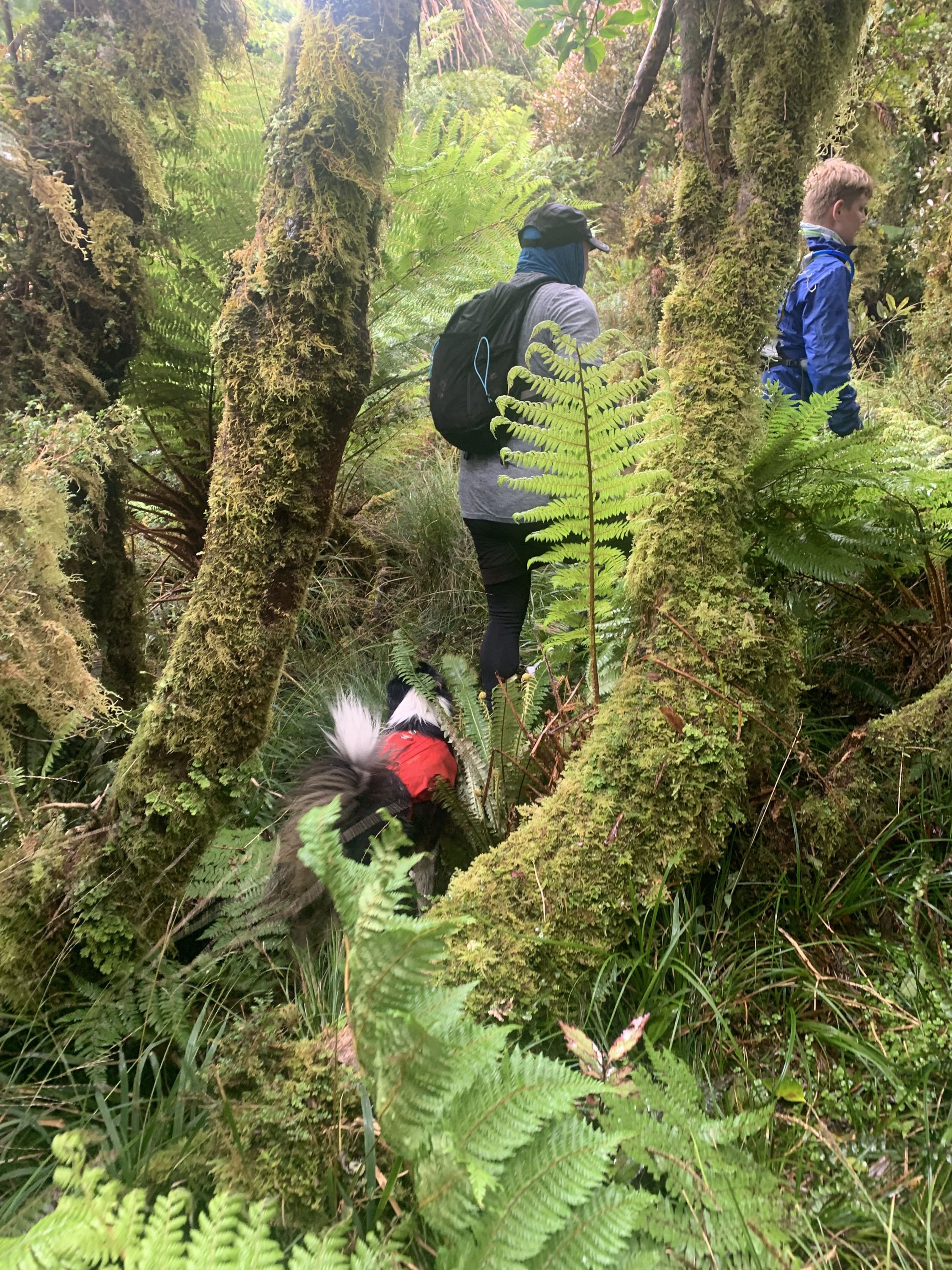 Arawaru Trig Loop, Manawatu - Wanganui - Trails Photo Gallery - Wild Things