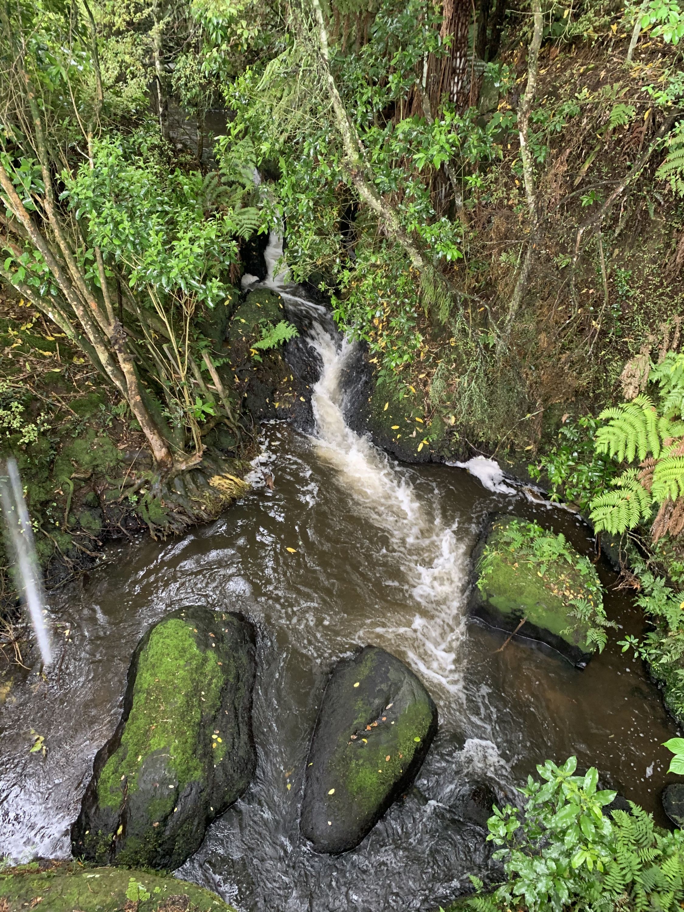 Little Waipa to Arapuni, Waikato - Trails Photo Gallery - Wild Things