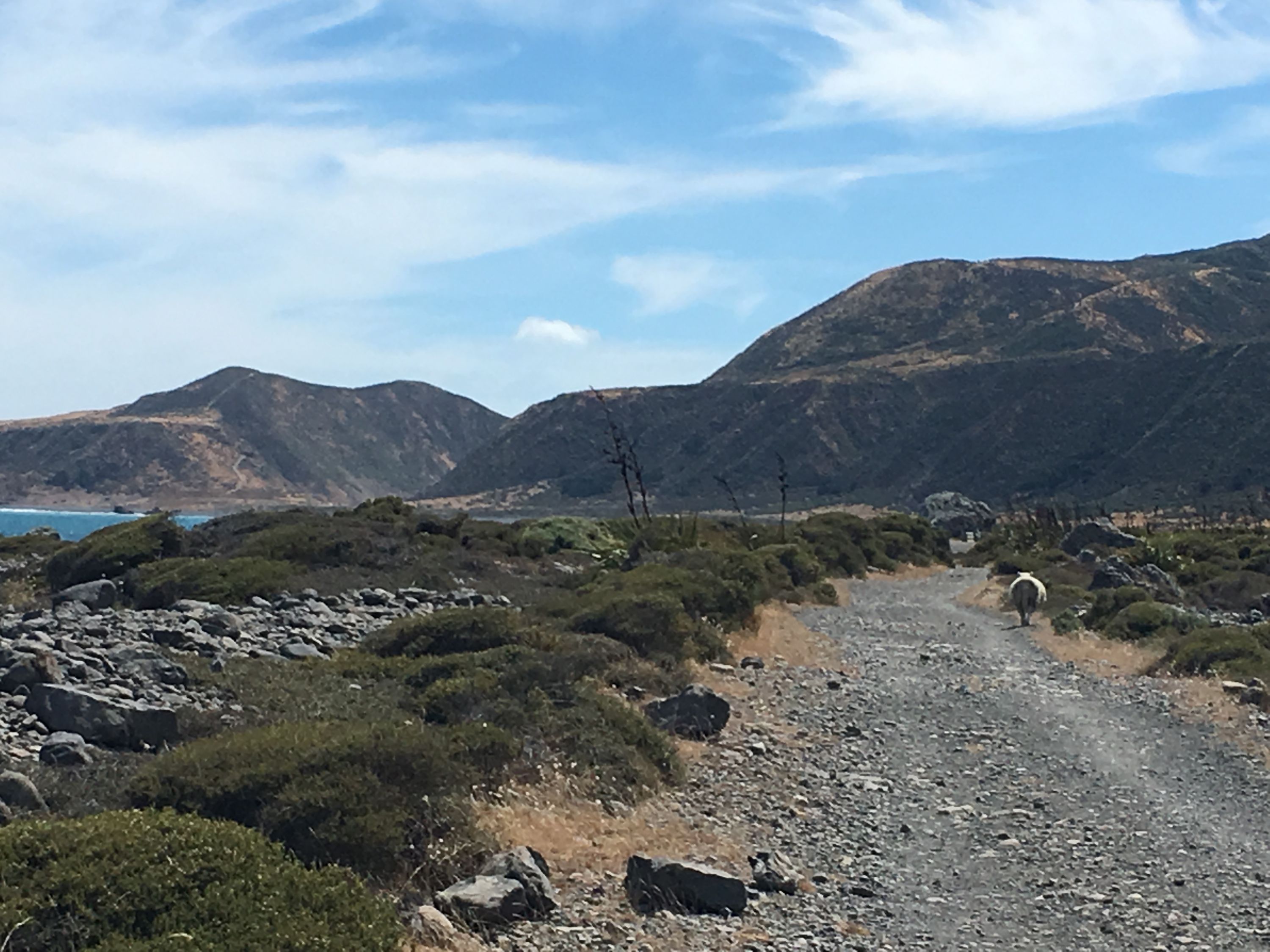 Mt Matthews - Mukamuka Loop, Wellington - Trails Photo Gallery - Wild ...