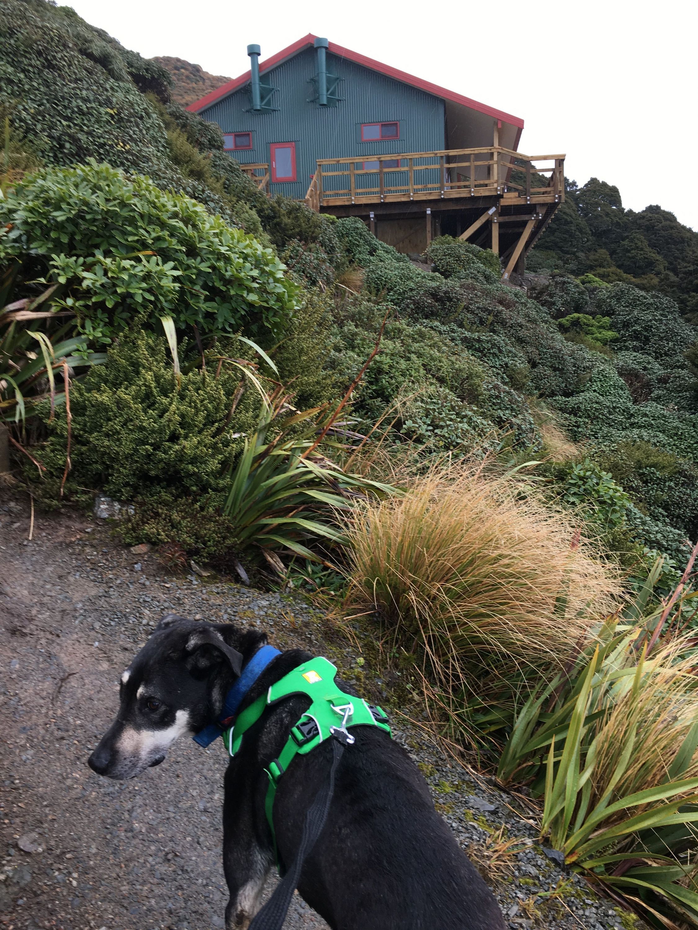 Powell Hut, Wellington - Trails Photo Gallery - Wild Things