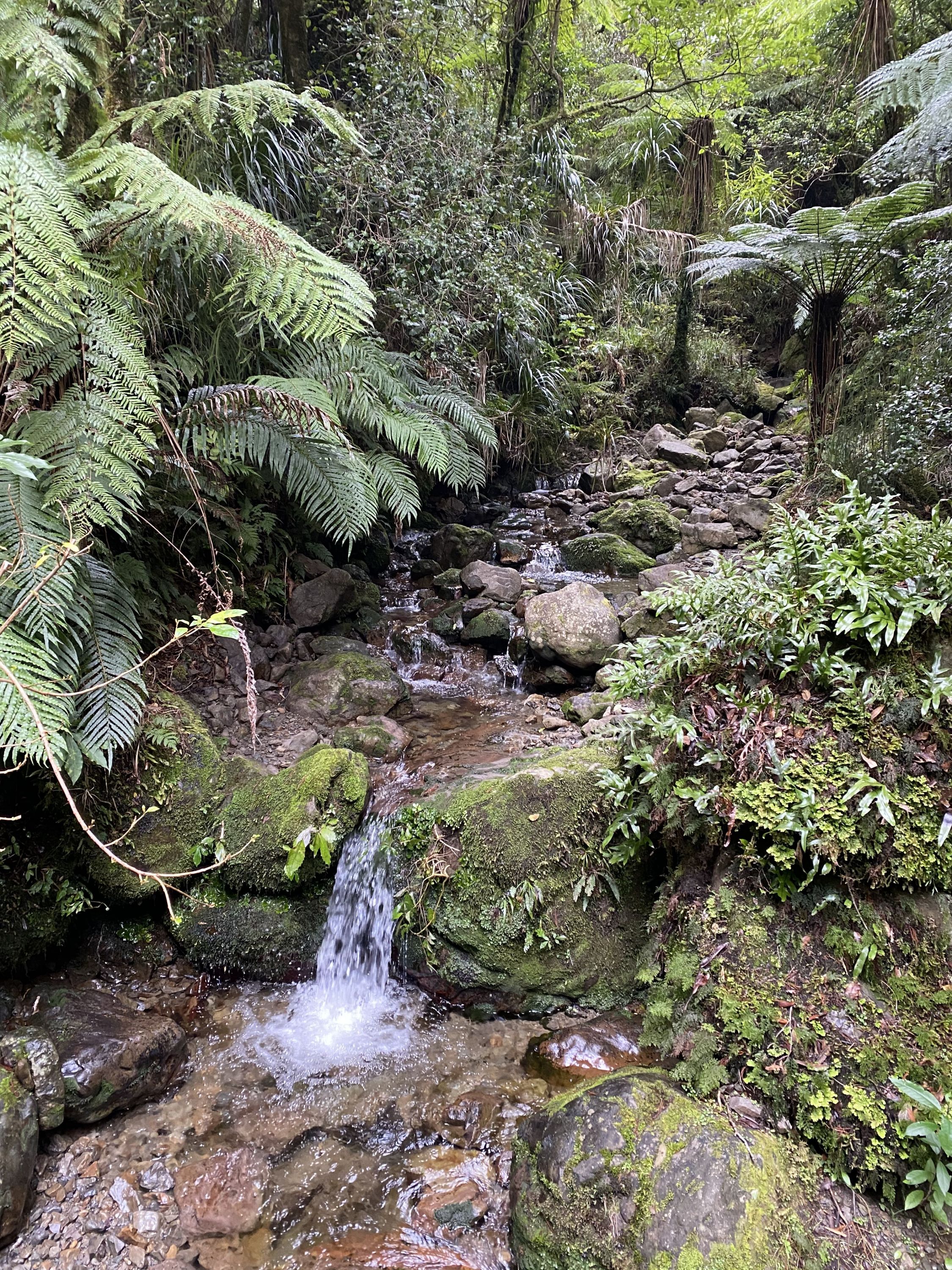 Holdsworth Lodge to Totara Flats Hut and return, Wellington - Trails ...