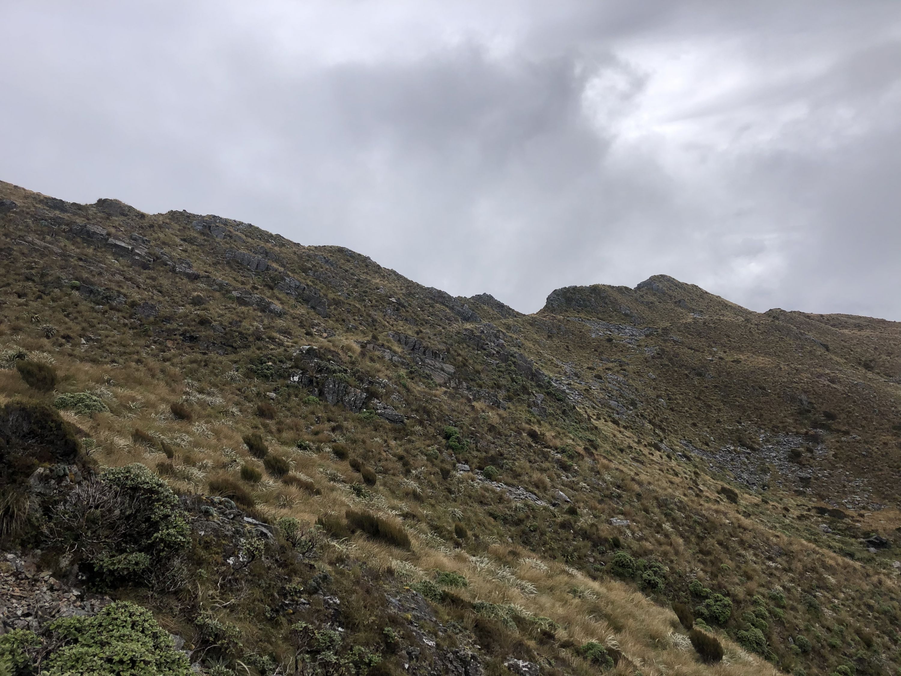 Mt Watson Croesus Loop, West Coast - Trails Photo Gallery - Wild Things