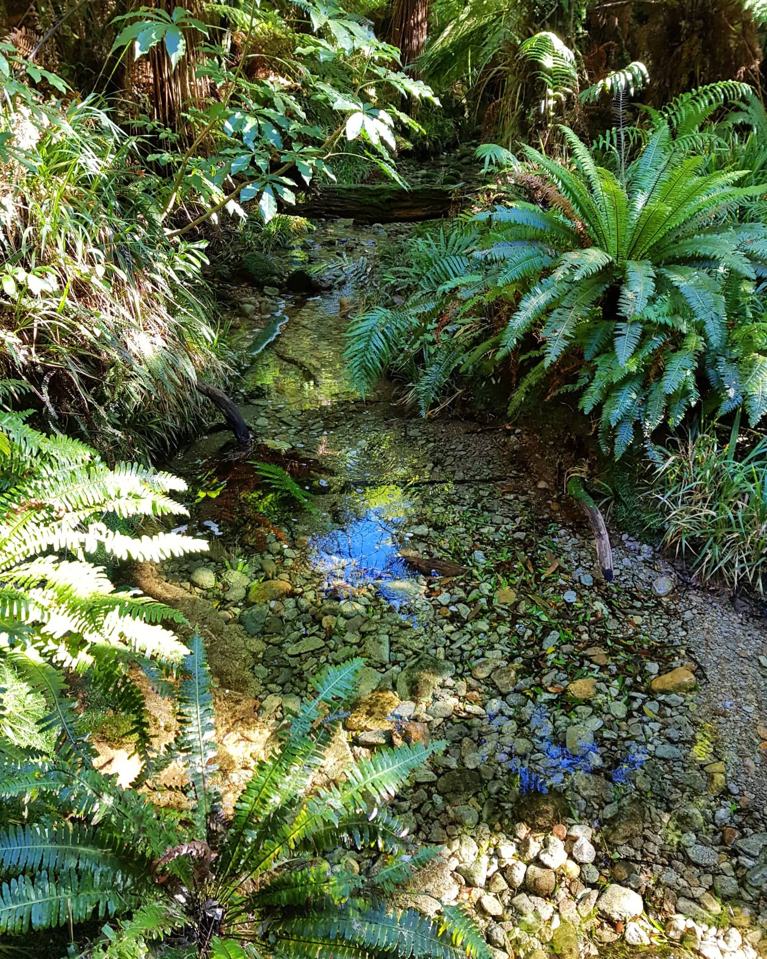 Kaimai South Side To Hurunui Hut, Waikato - Trails Photo Gallery - Wild ...