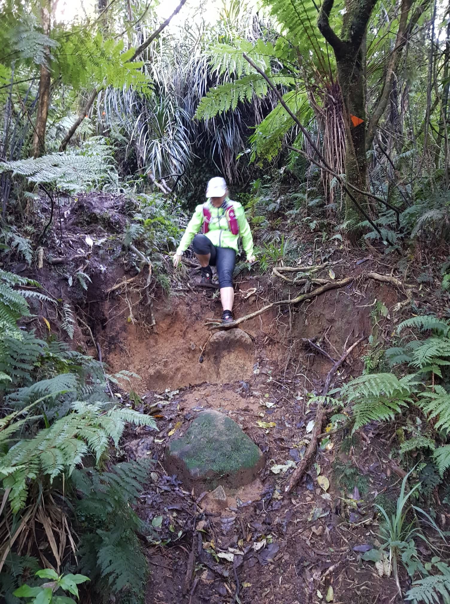 Kaimai South Side To Hurunui Hut, Waikato - Trails Photo Gallery - Wild ...