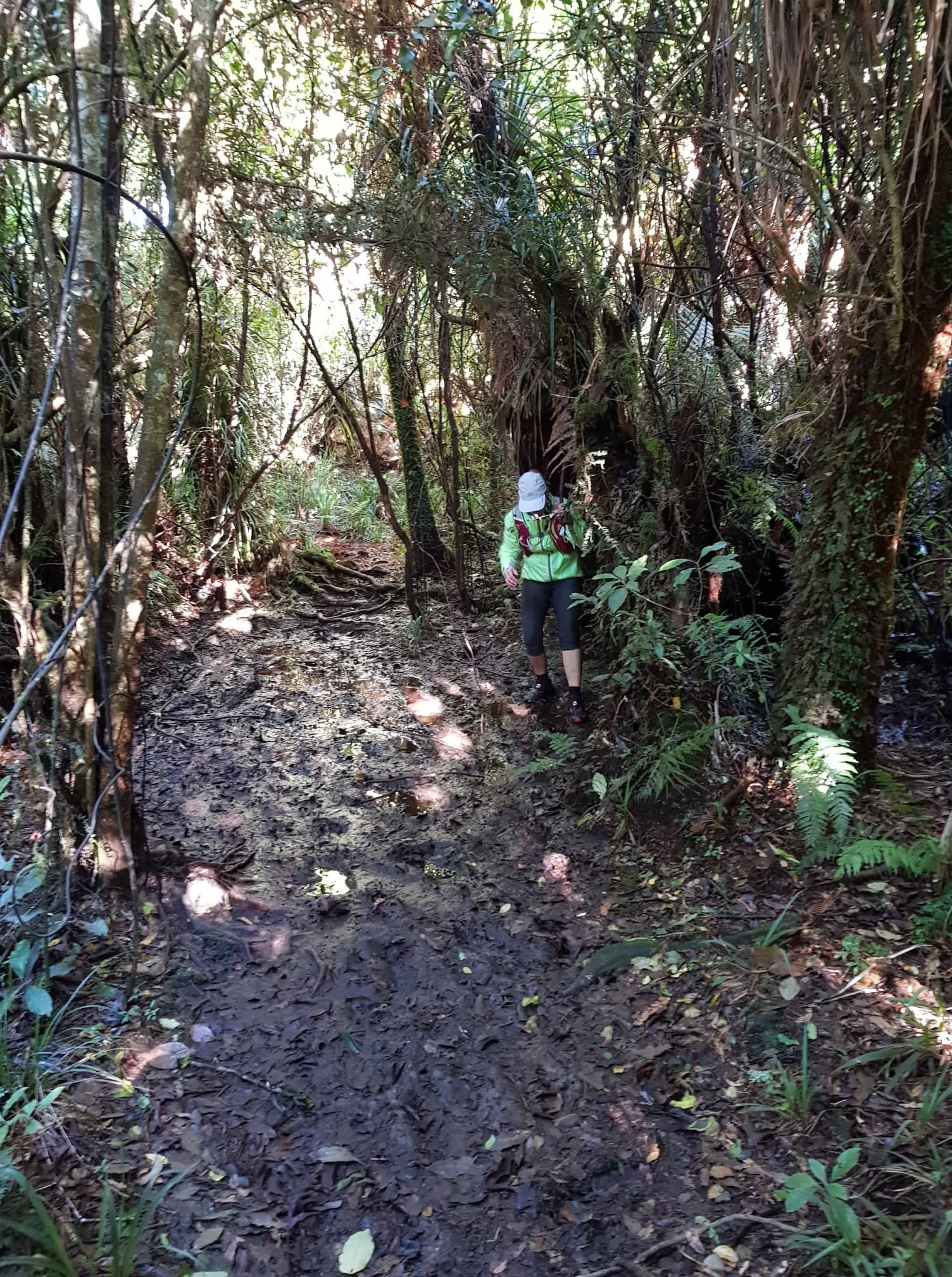 Kaimai South Side To Hurunui Hut, Waikato - Trails Photo Gallery - Wild ...