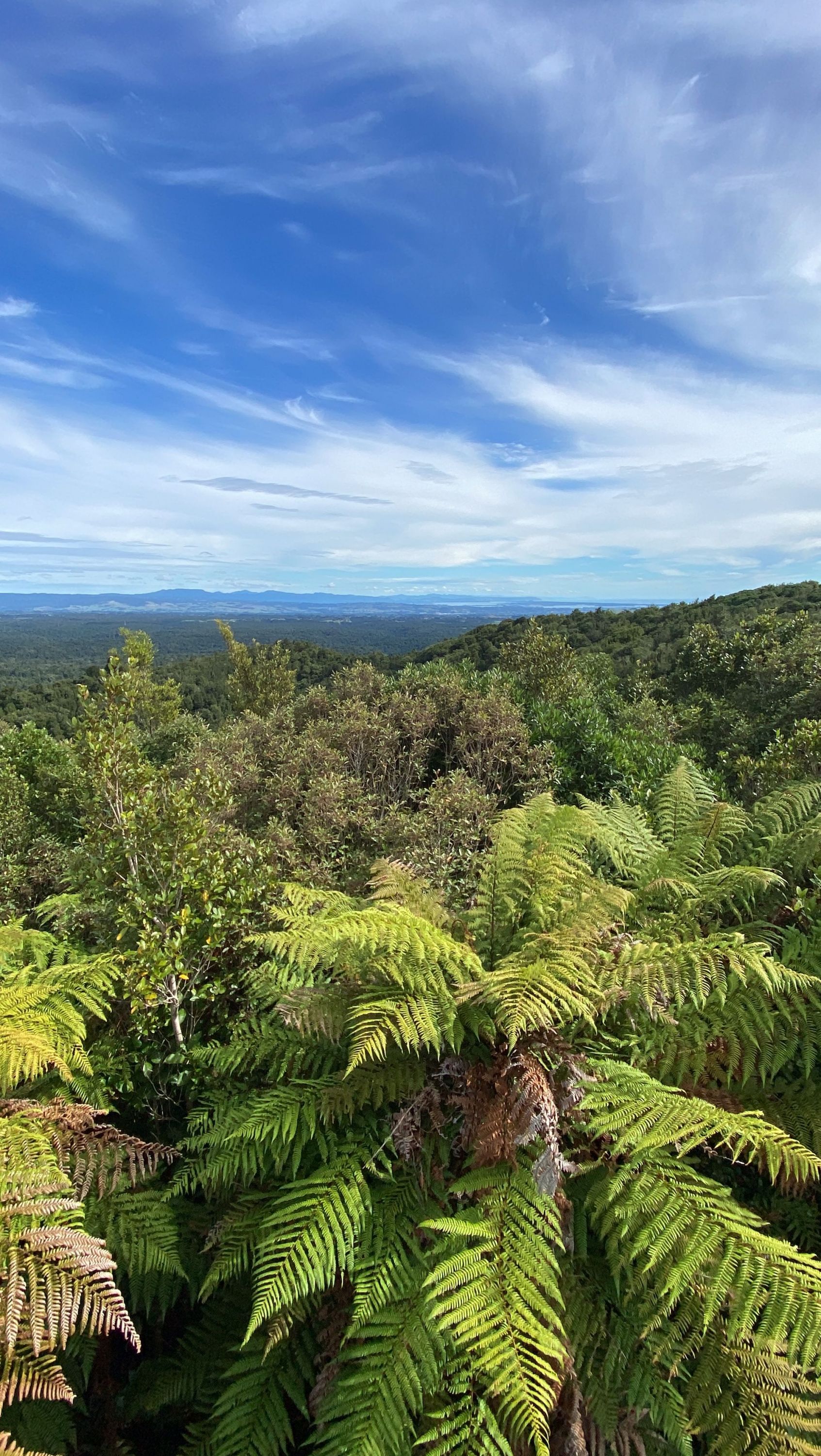 Otainewainuku - Whataroa Falls, Bay of Plenty - Trails Photo Gallery ...