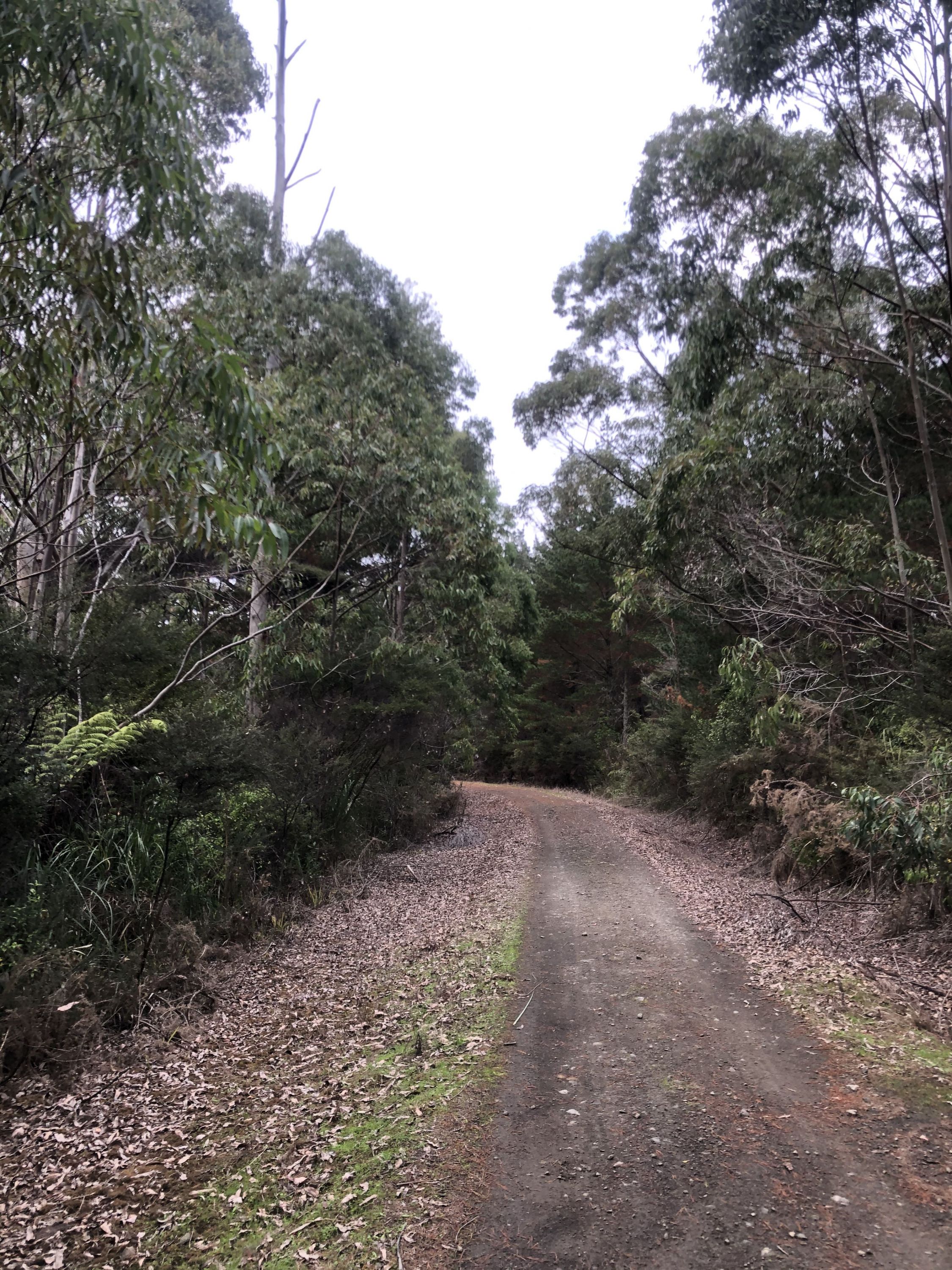 Anzac Loop, Auckland - Trails Photo Gallery - Wild Things