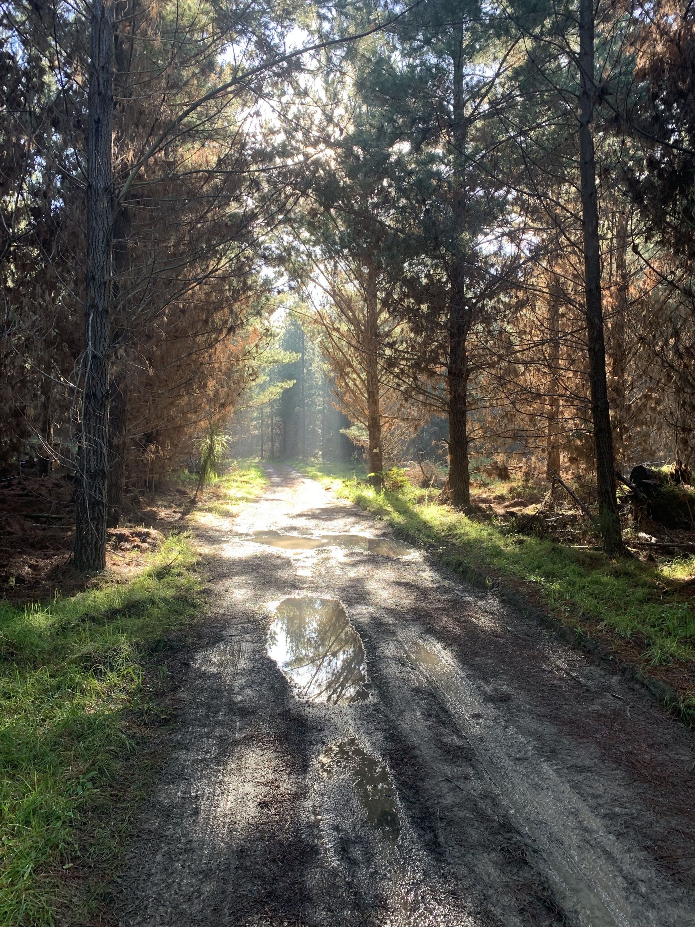 Waitarere Forest, Manawatu - Wanganui - Trails Photo Gallery - Wild Things