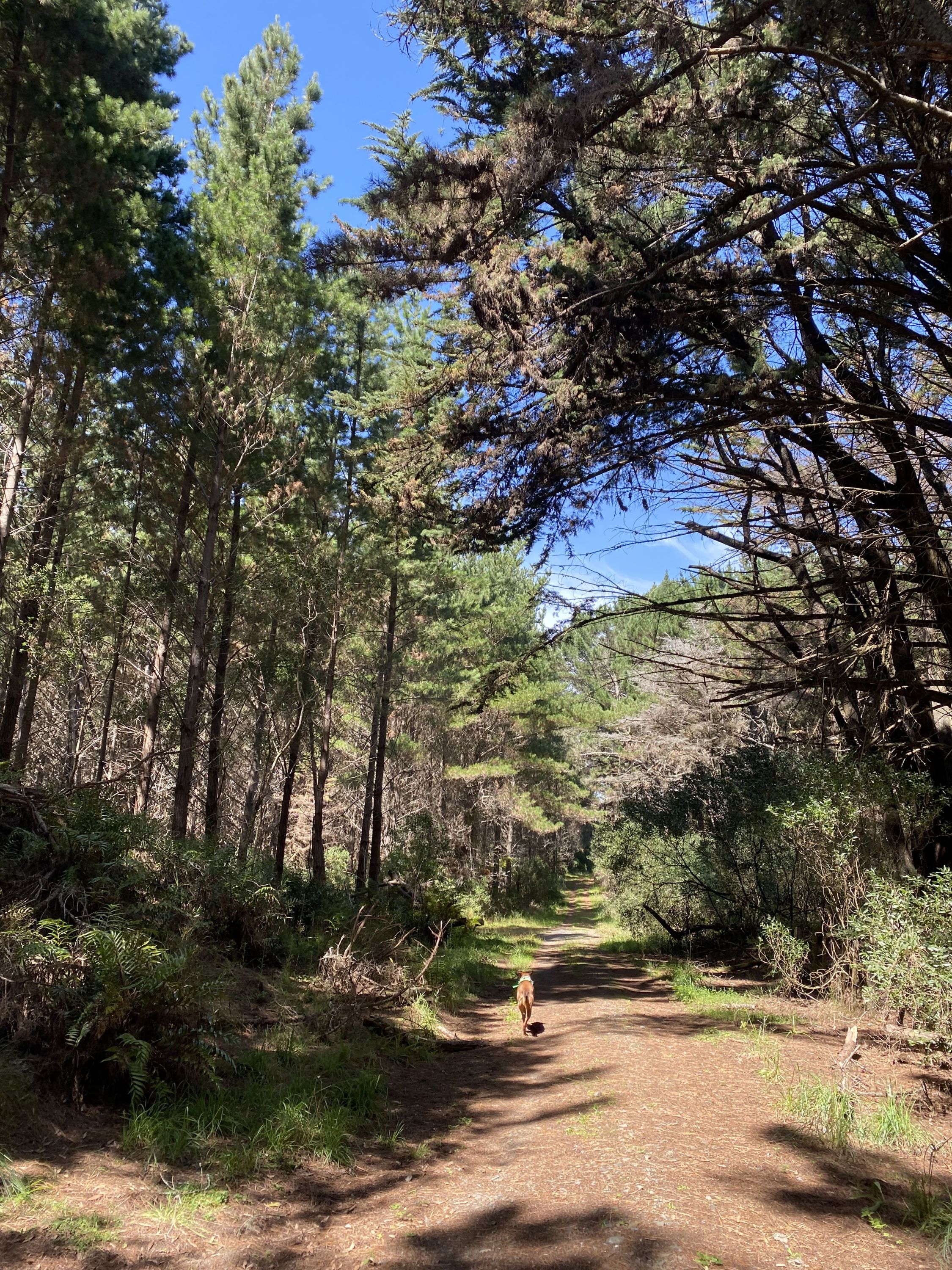 Waitarere Forest, Manawatu - Wanganui - Trails Photo Gallery - Wild Things