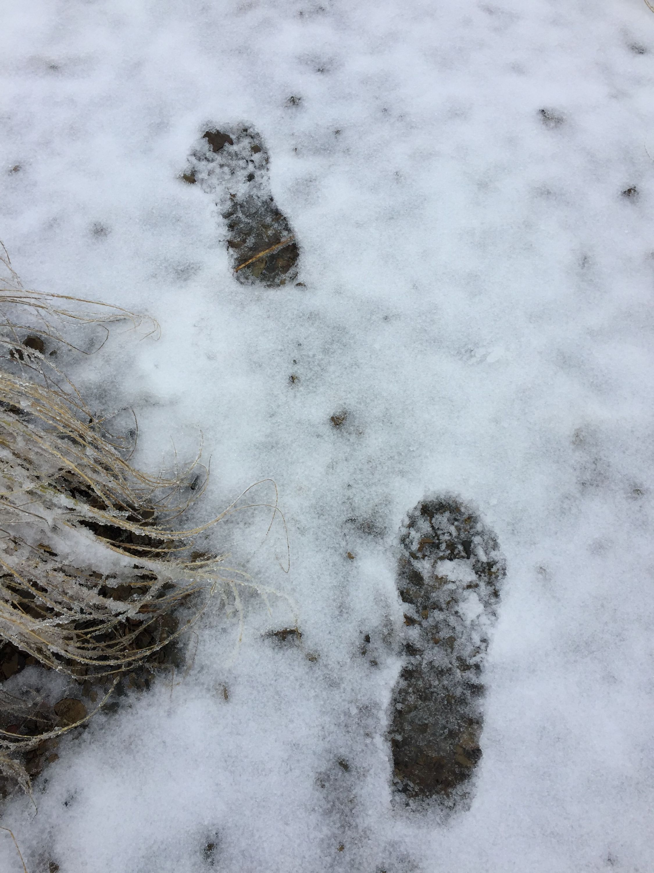 Mt Nimrod Easement Track, Canterbury - Trails Photo Gallery - Wild Things
