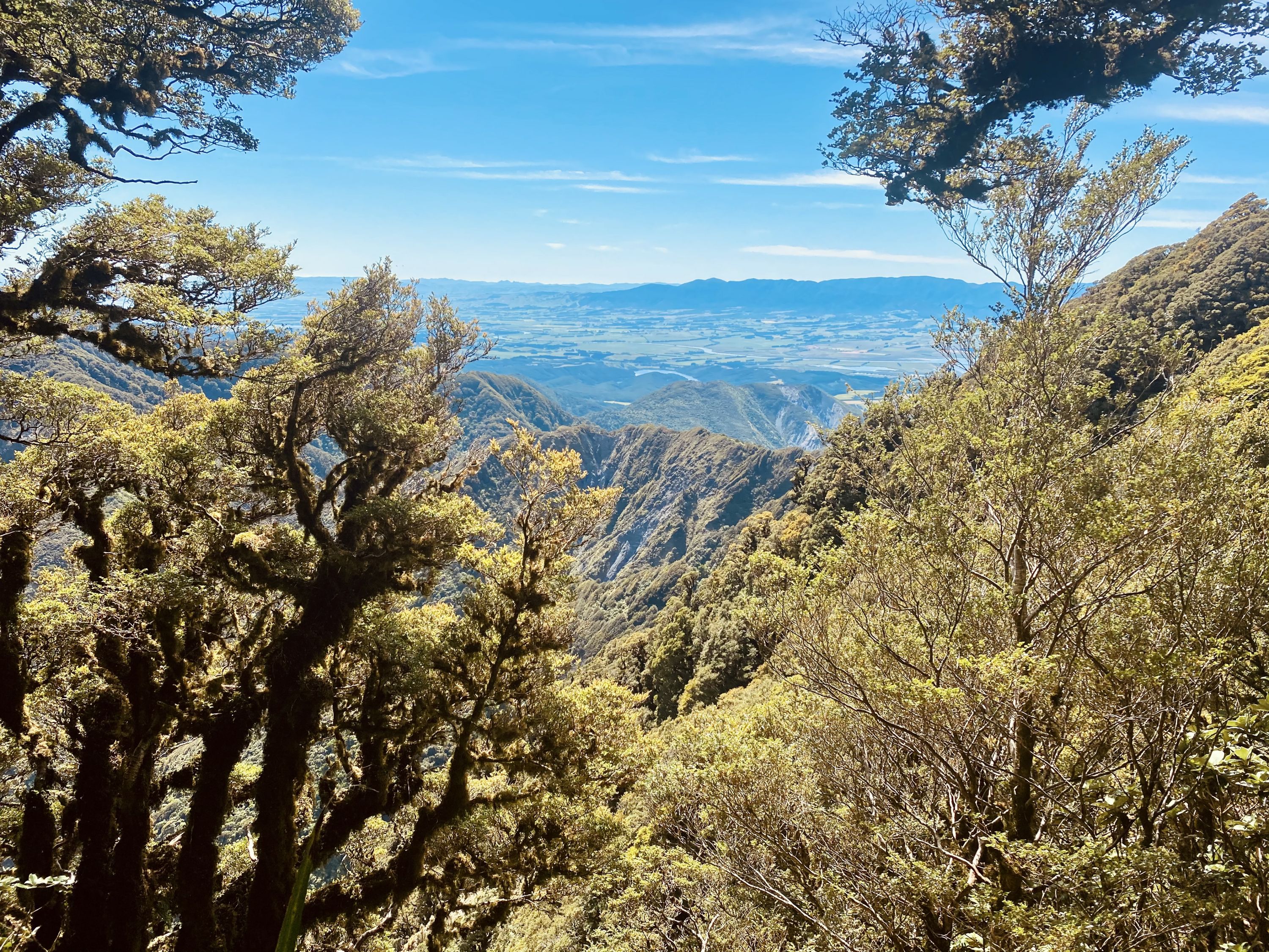 Mt Matthews, Wellington - Trails Photo Gallery - Wild Things