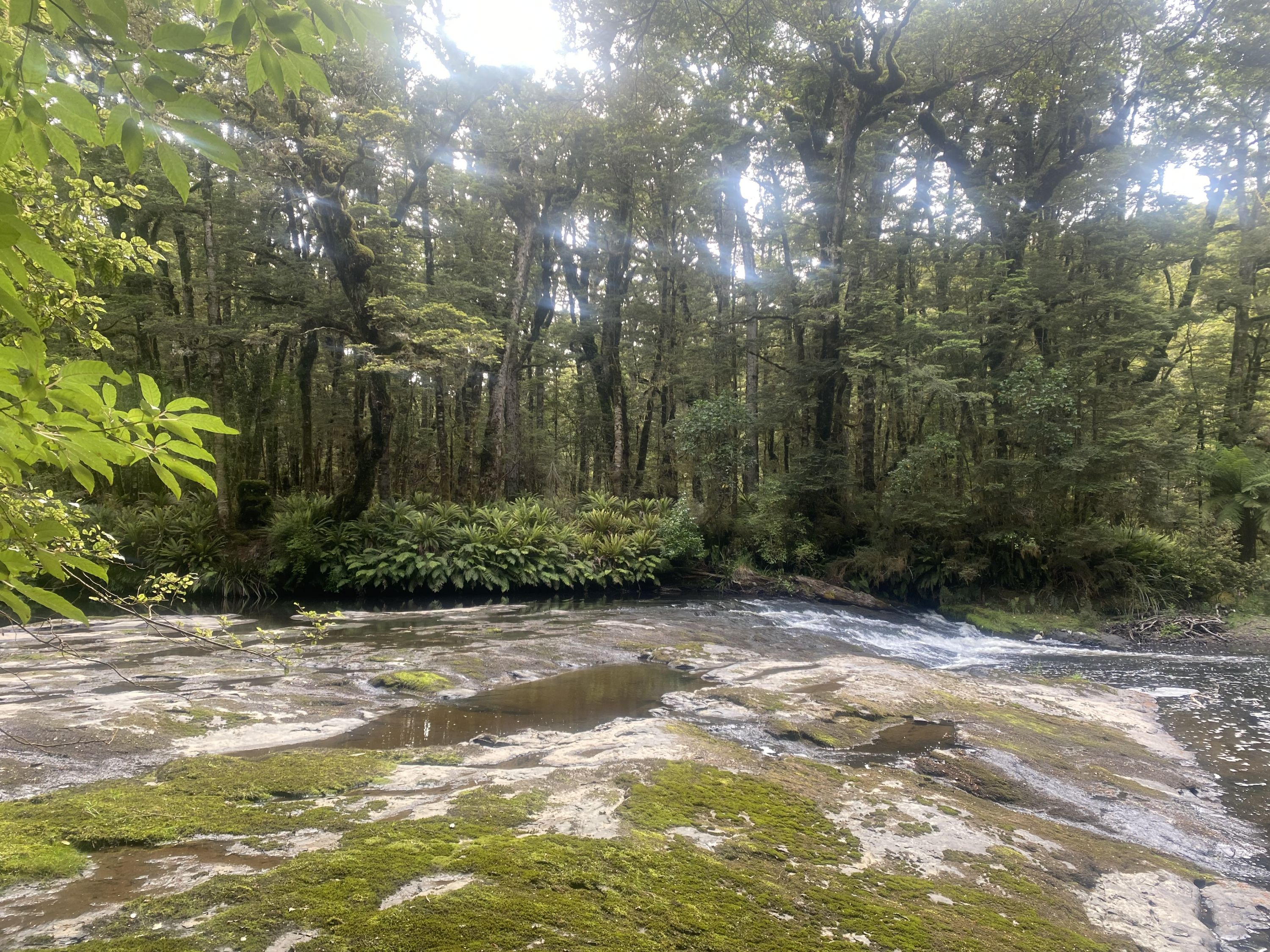 Catlins River Track, Otago - Trails Photo Gallery - Wild Things