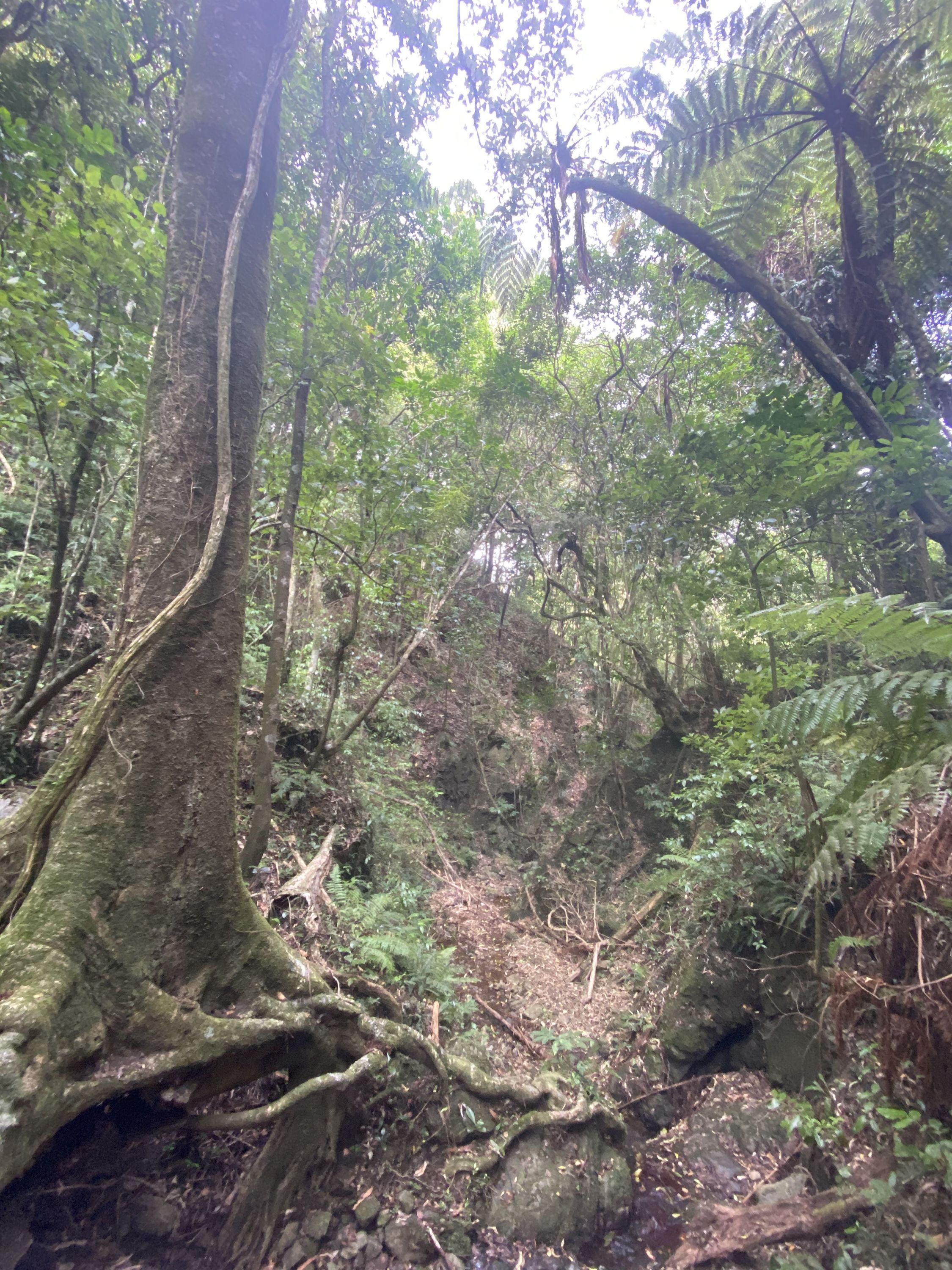 Otari-Wilton's Bush Loop, Wellington - Trails Photo Gallery - Wild Things