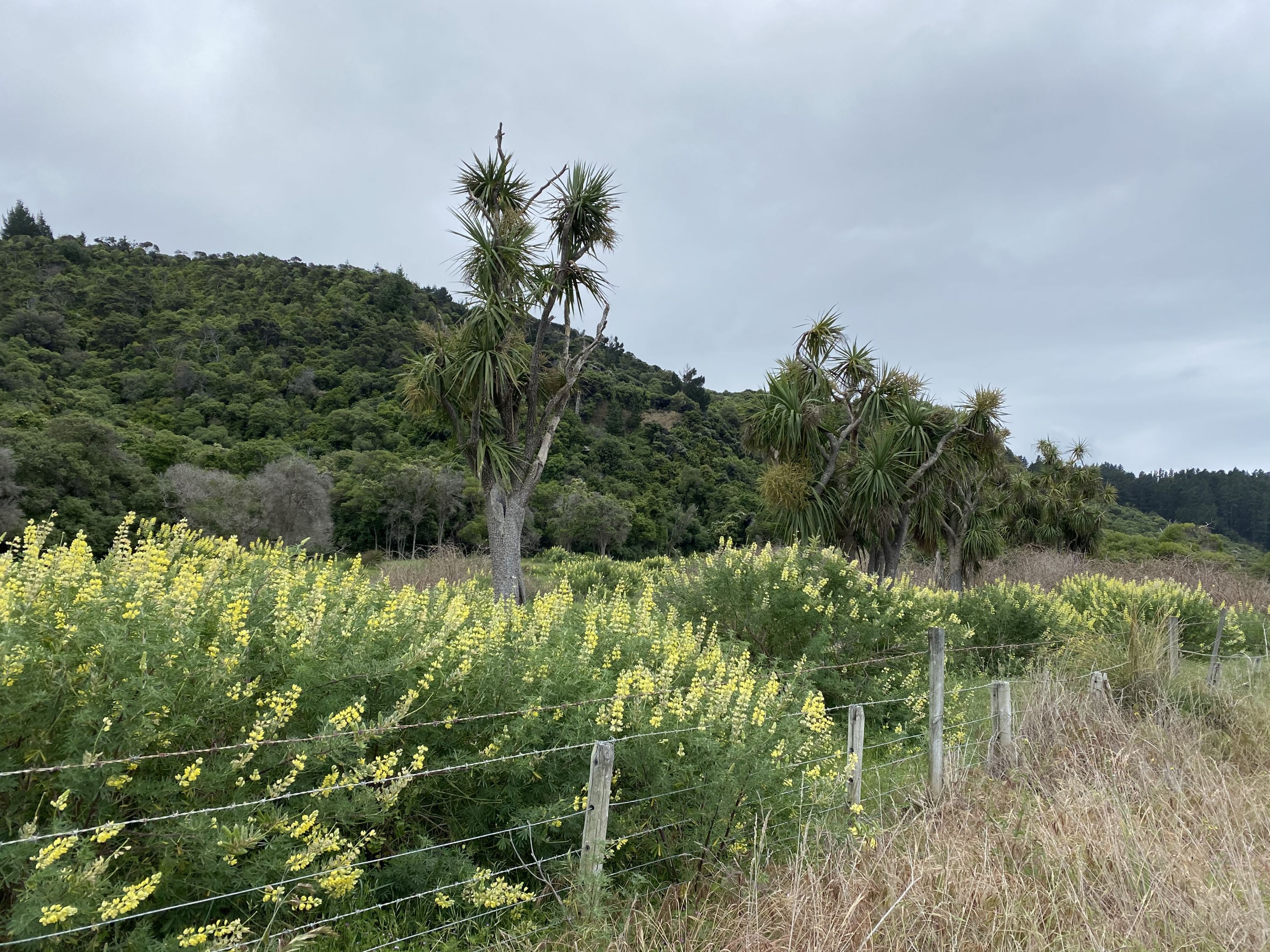 Manuka Bay Track, Canterbury - Trails Photo Gallery - Wild Things