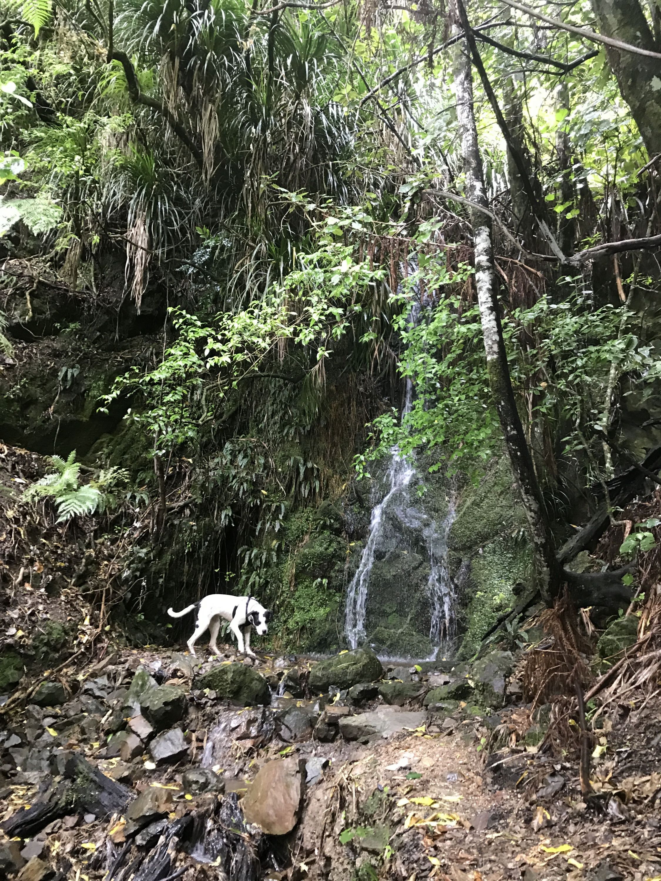 Mt Lowry, Wellington - Trails Photo Gallery - Wild Things