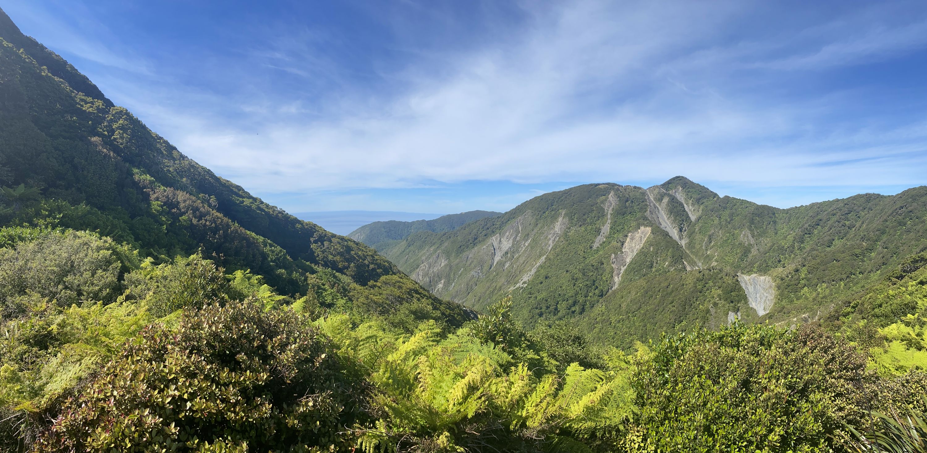 Mt Matthews, Wellington - Trails Photo Gallery - Wild Things