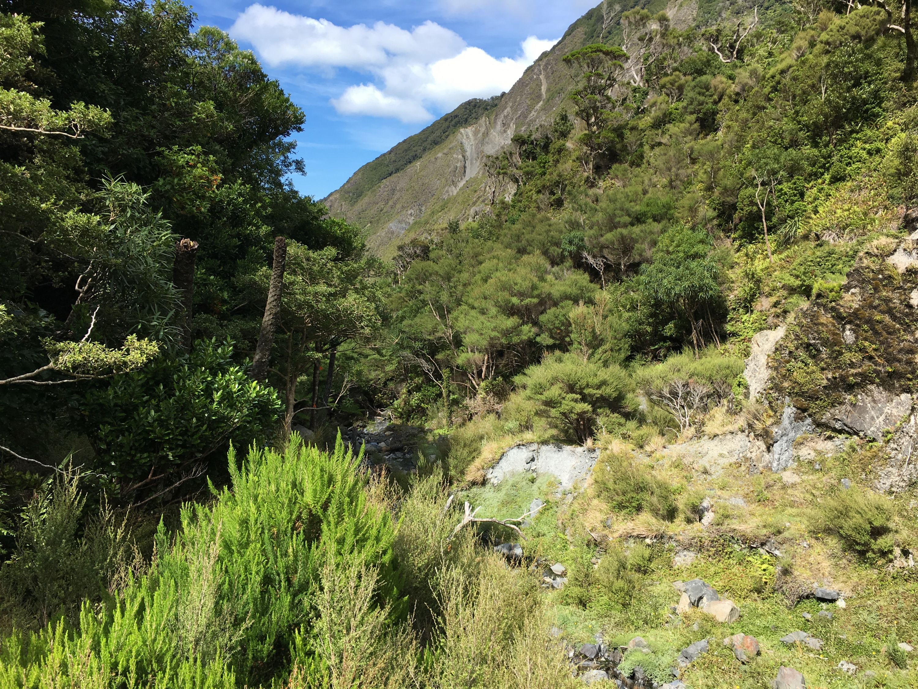Mt Matthews - Mukamuka Loop, Wellington - Trails Photo Gallery - Wild ...