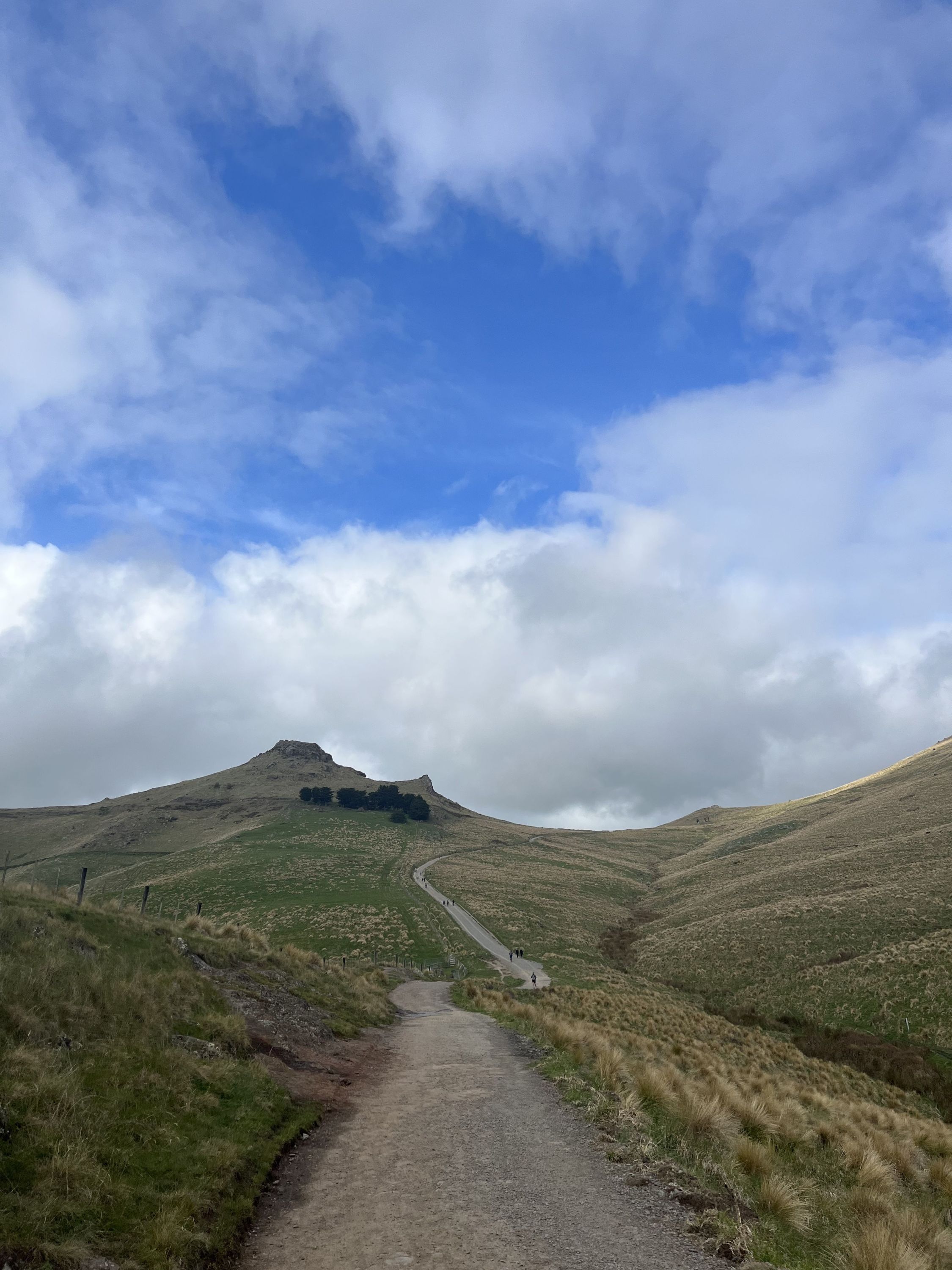 Rapaki Sugarloaf Return, Canterbury - Trails Photo Gallery - Wild Things