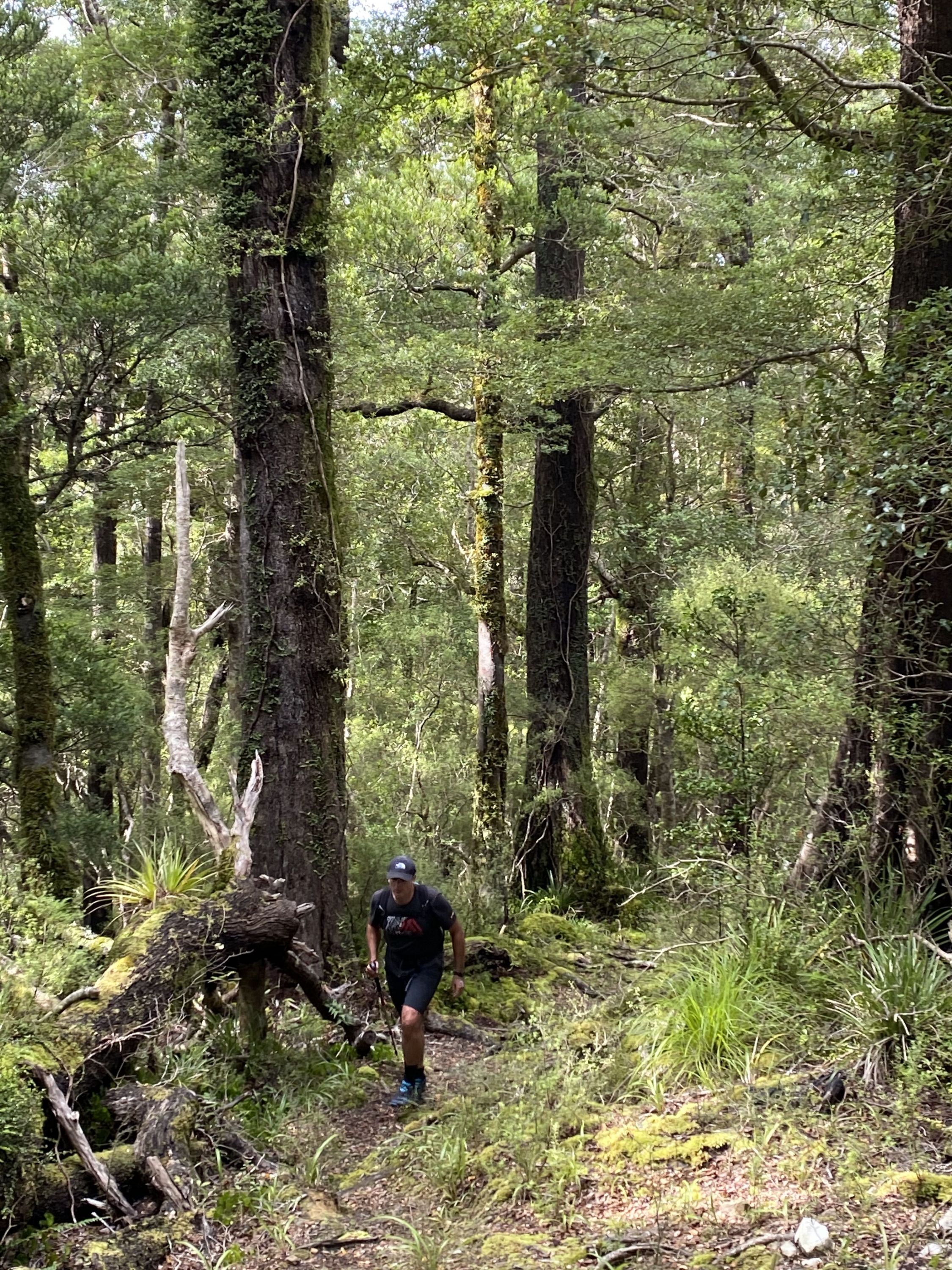 Dobson Loop, Wellington - Trails Photo Gallery - Wild Things