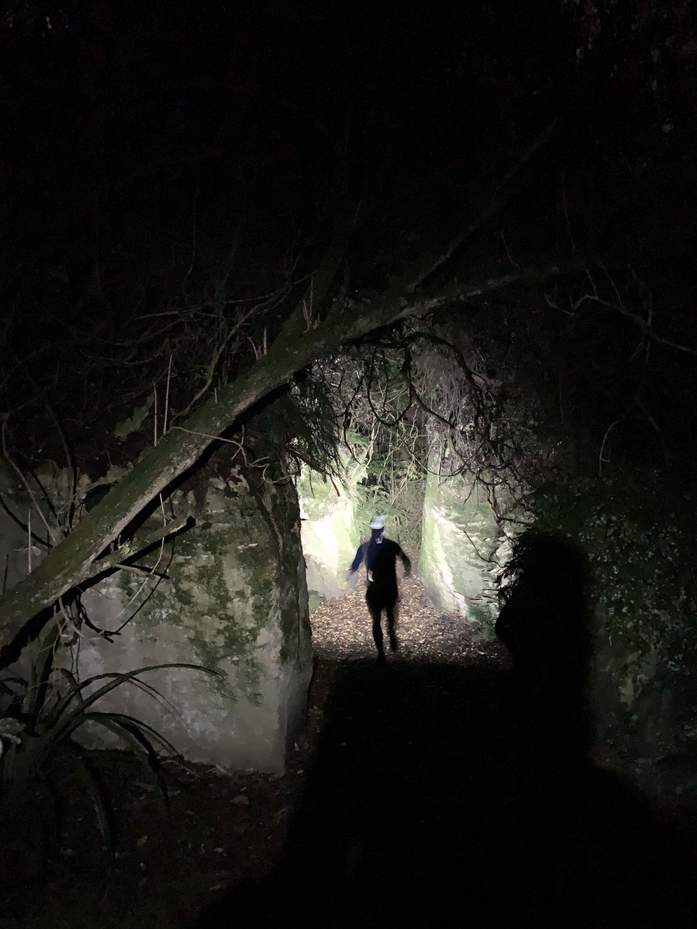 Forrest Hill Track, Southland - Trails Photo Gallery - Wild Things