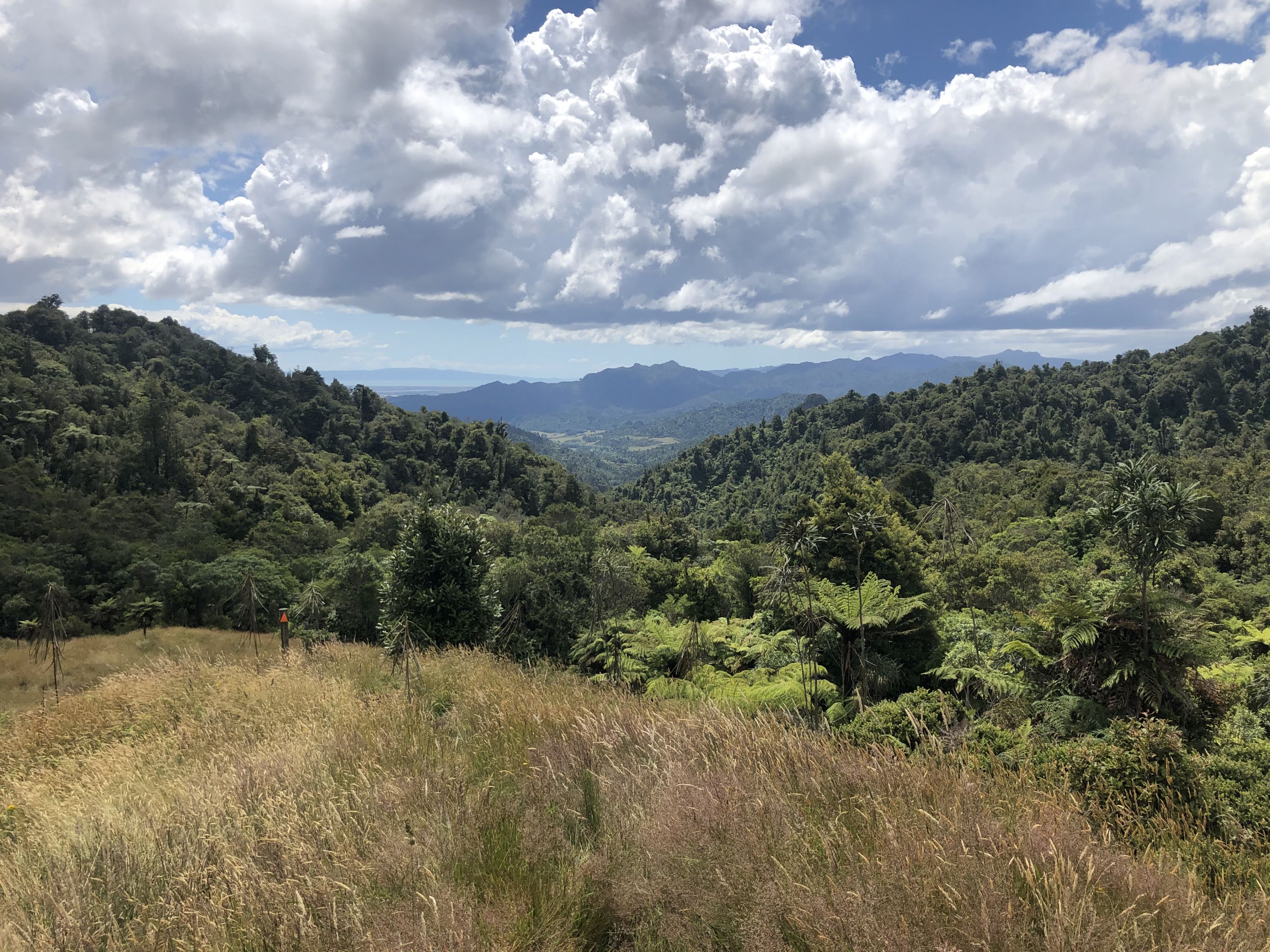 Maratoto To Golden Cross, Waikato - Trails Photo Gallery - Wild Things