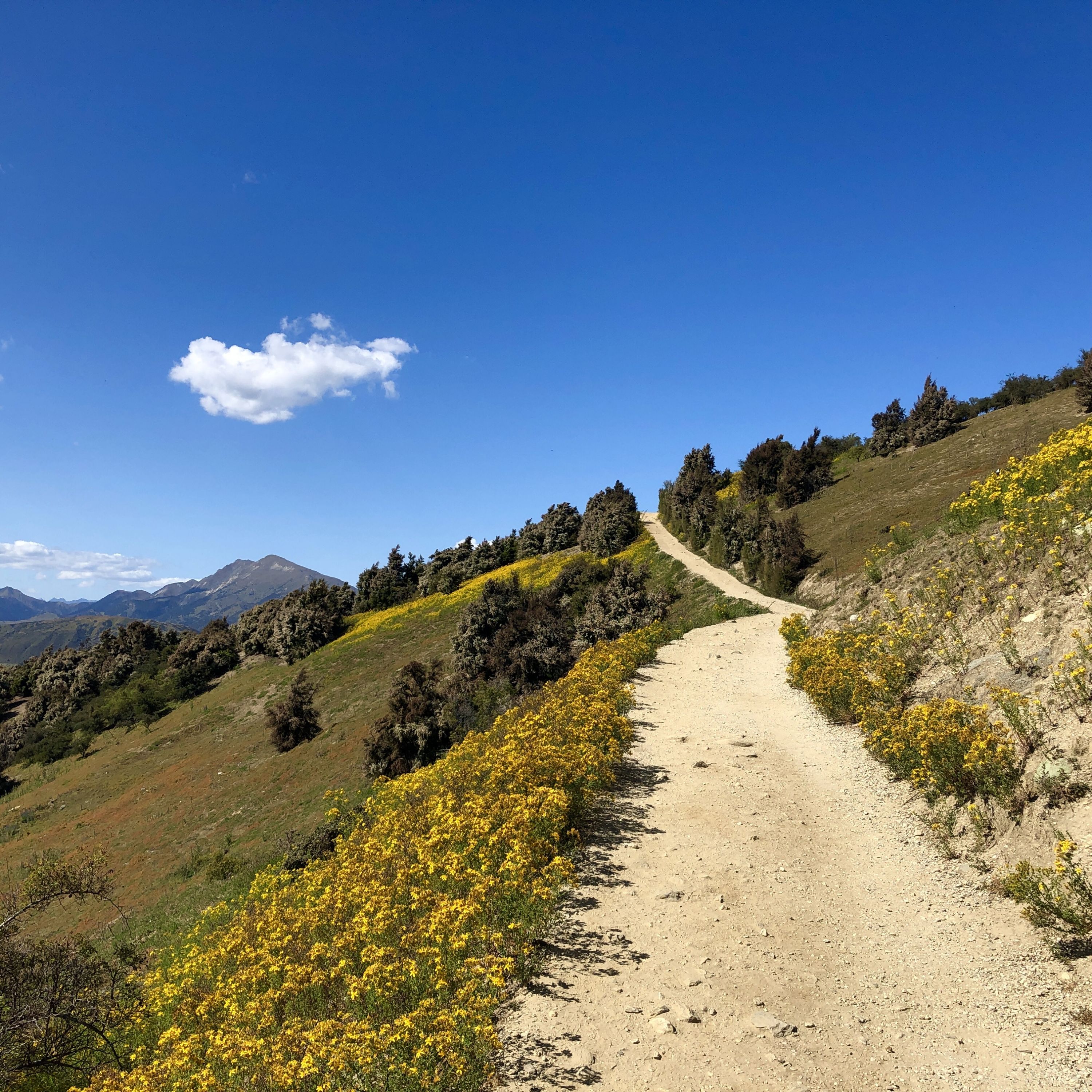 Mt Iron Loop , Otago - Trails Photo Gallery - Wild Things