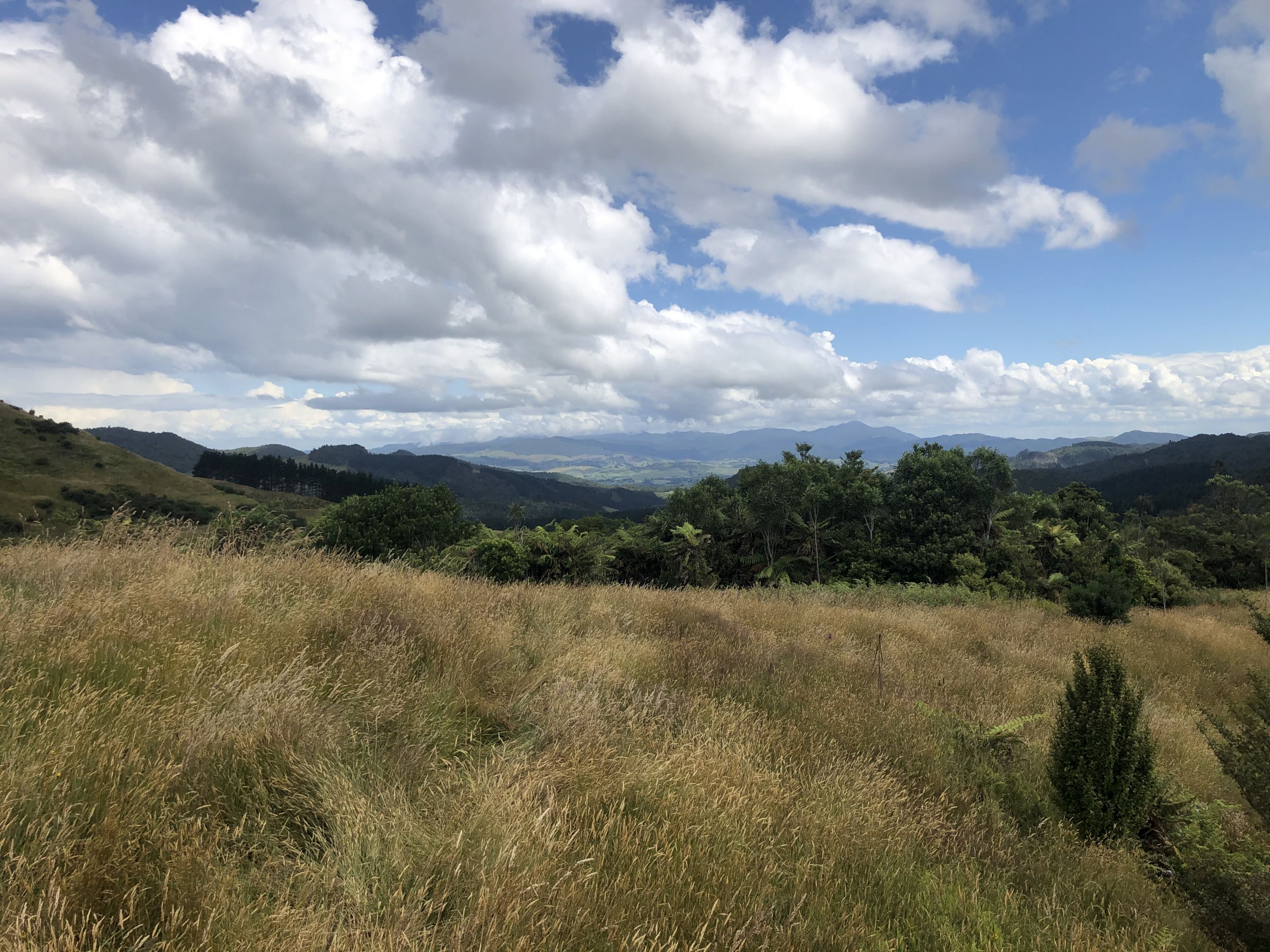 Maratoto To Golden Cross, Waikato - Trails Photo Gallery - Wild Things