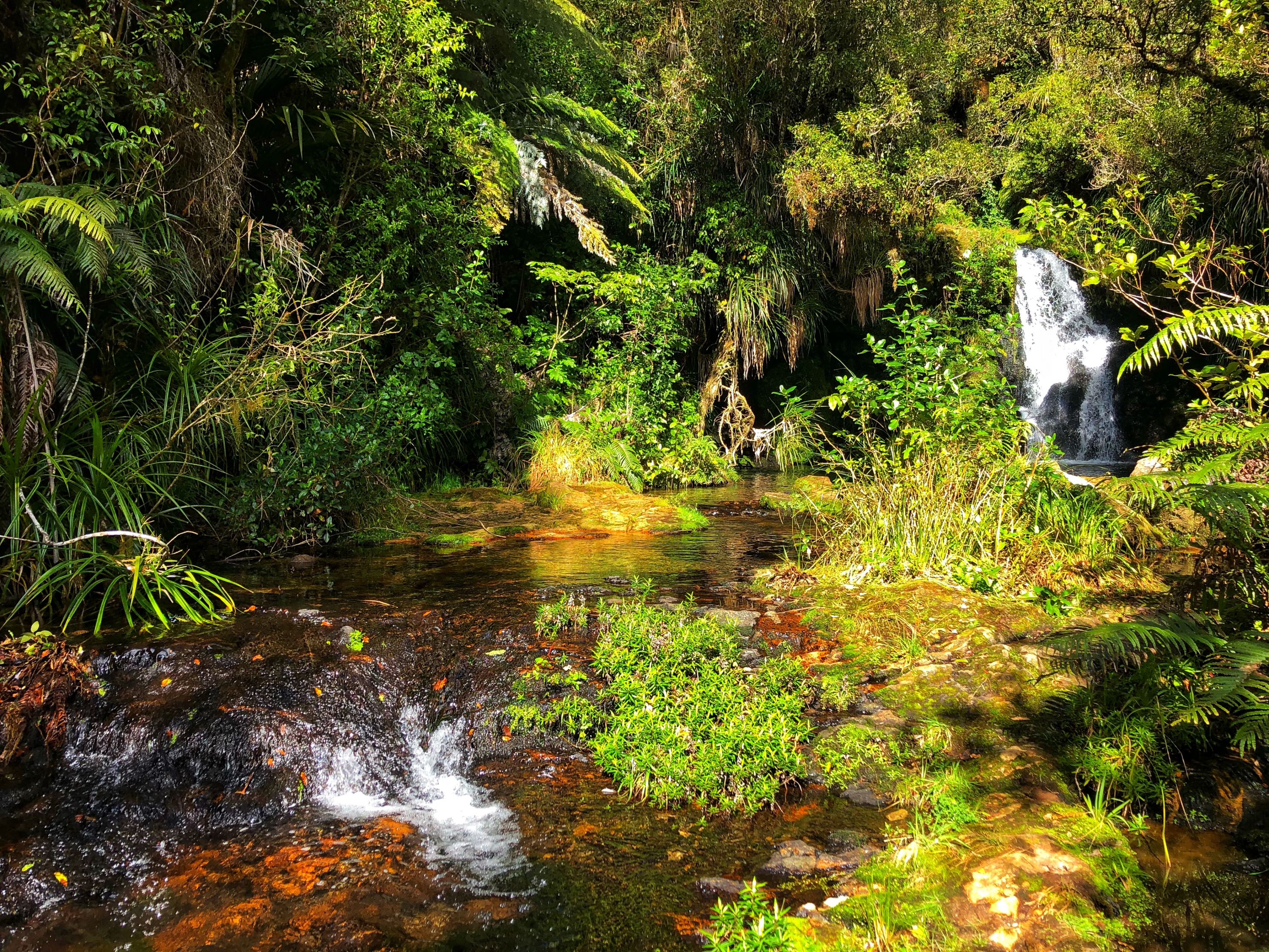 Otainewainuku - Whataroa Falls, Bay of Plenty - Trails Photo Gallery ...