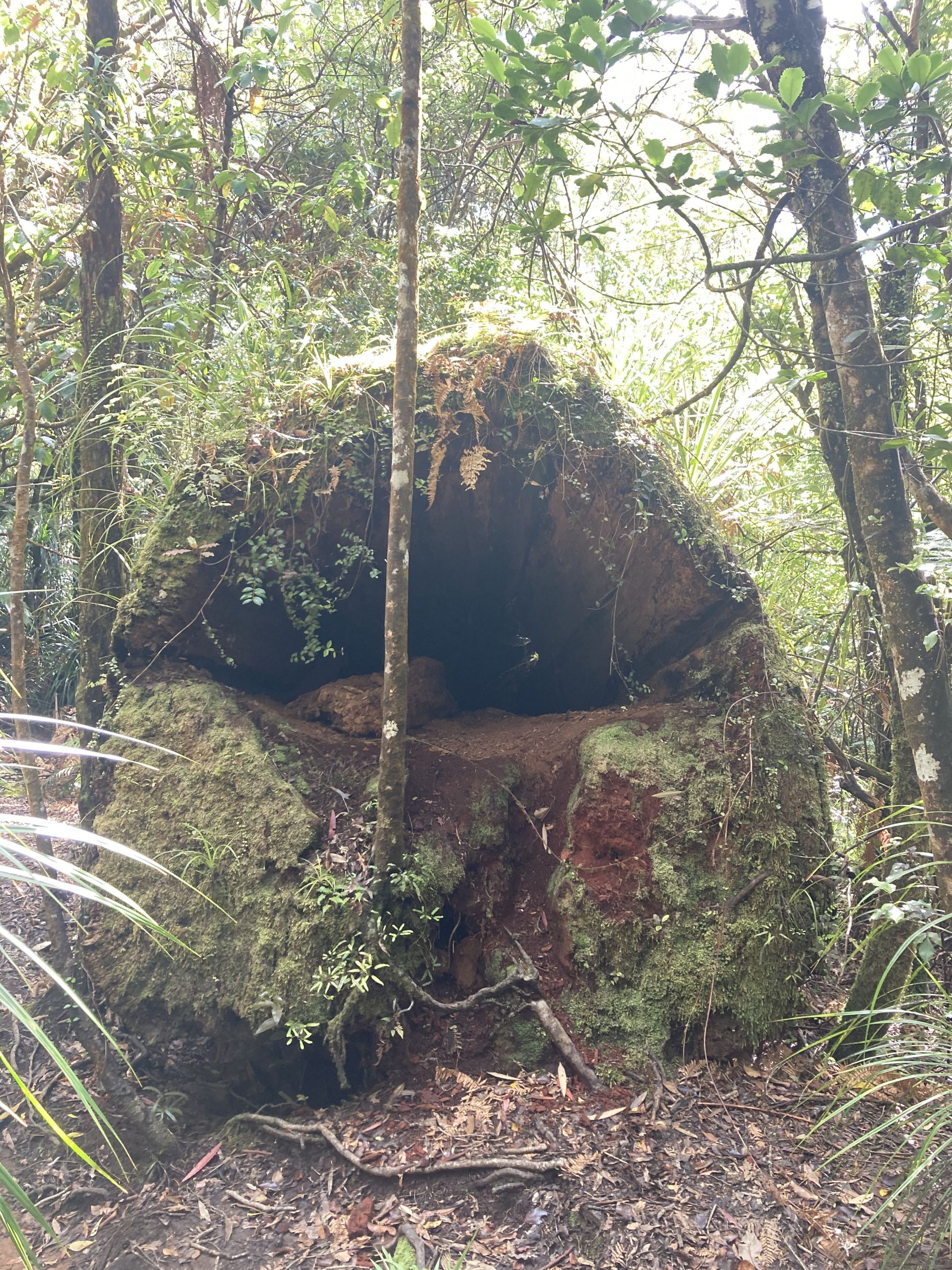 Lindemann's Loop, Bay of Plenty - Trails Photo Gallery - Wild Things