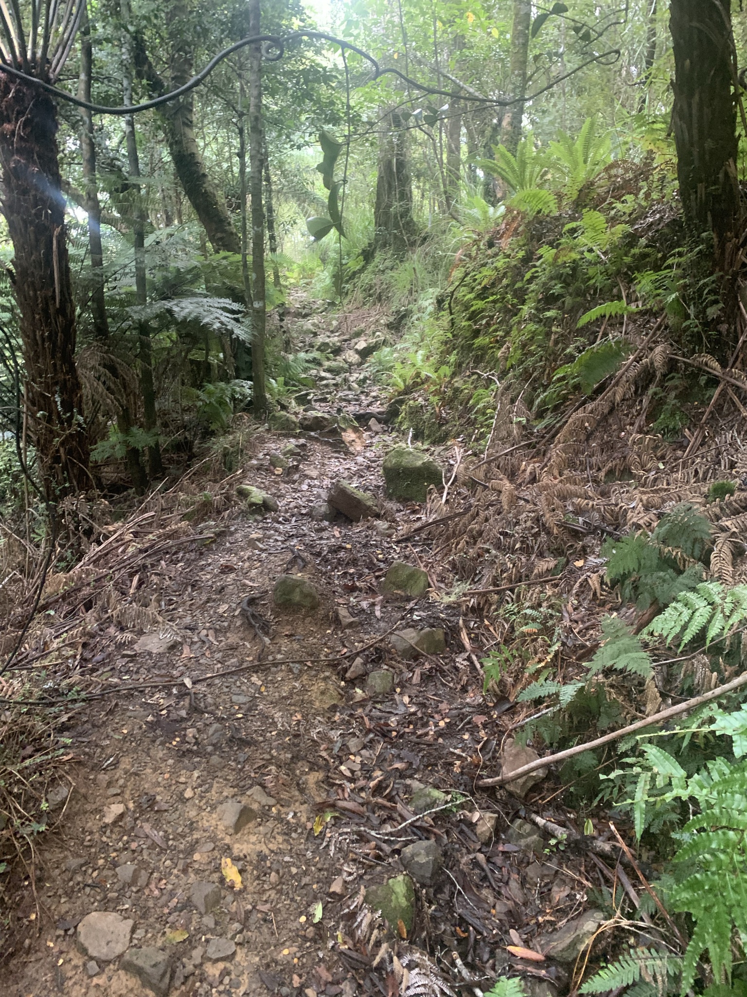 Dobson Loop, Wellington - Trails Photo Gallery - Wild Things