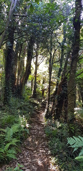 Tuahu To Wairere , Waikato - Trails Photo Gallery - Wild Things