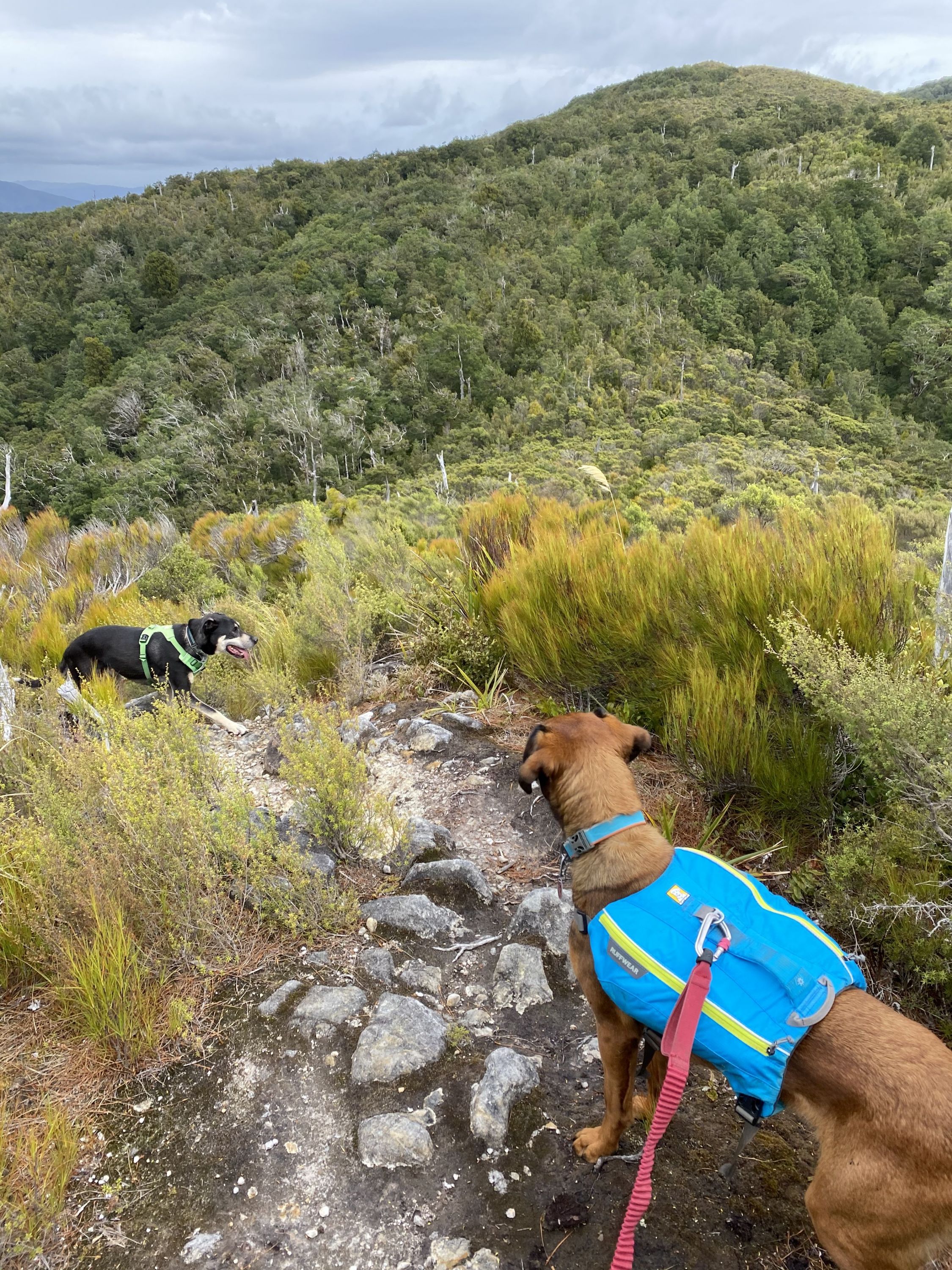 Dobson Loop, Wellington - Trails Photo Gallery - Wild Things